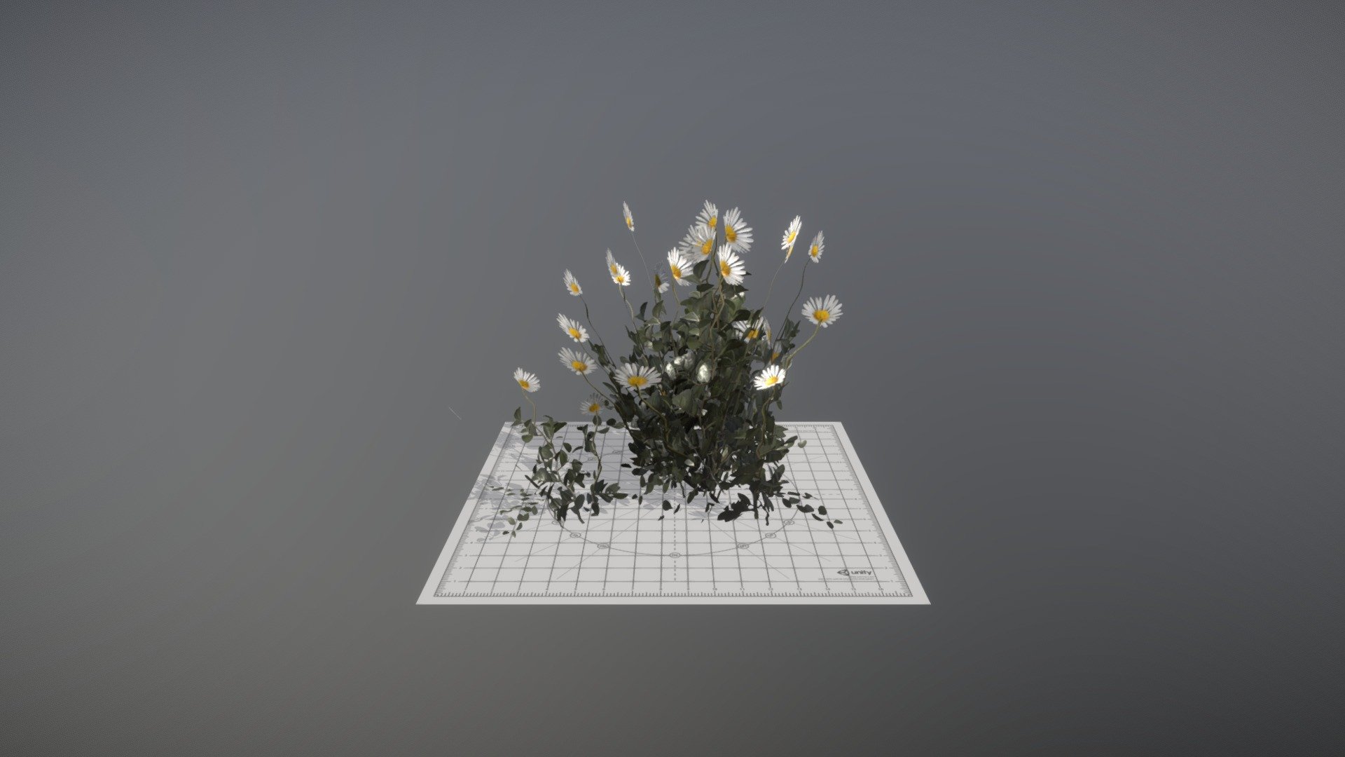 Daisy - Download Free 3D model by waldemarst [df8ce3c] - Sketchfab