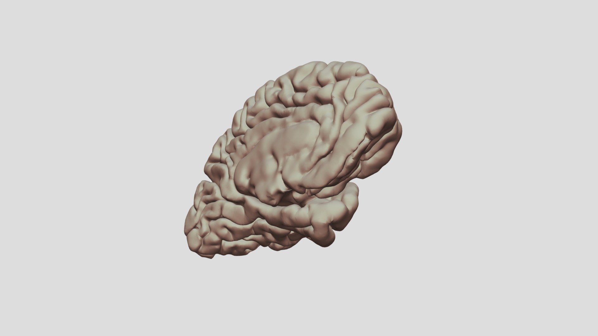 unlabeled-brain-half (4) - 3D model by mulcahyk [df8d673] - Sketchfab