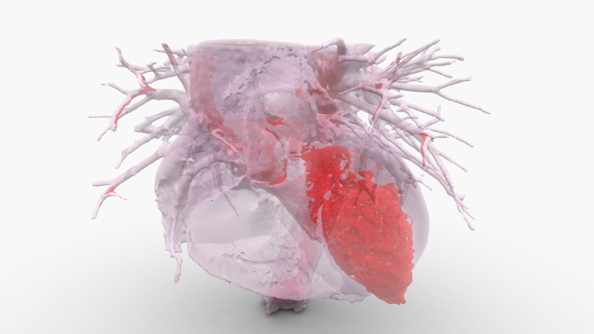 3D Human Anatomy: Heart - 3D model by Advanced Visualization Lab ...