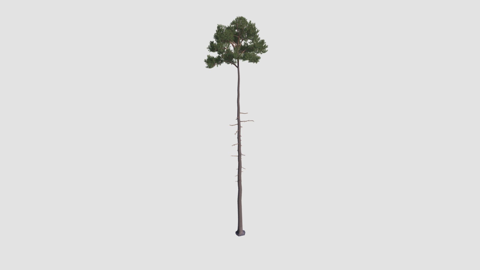 tree - Buy Royalty Free 3D model by Evermotion [df9e2e2] - Sketchfab Store
