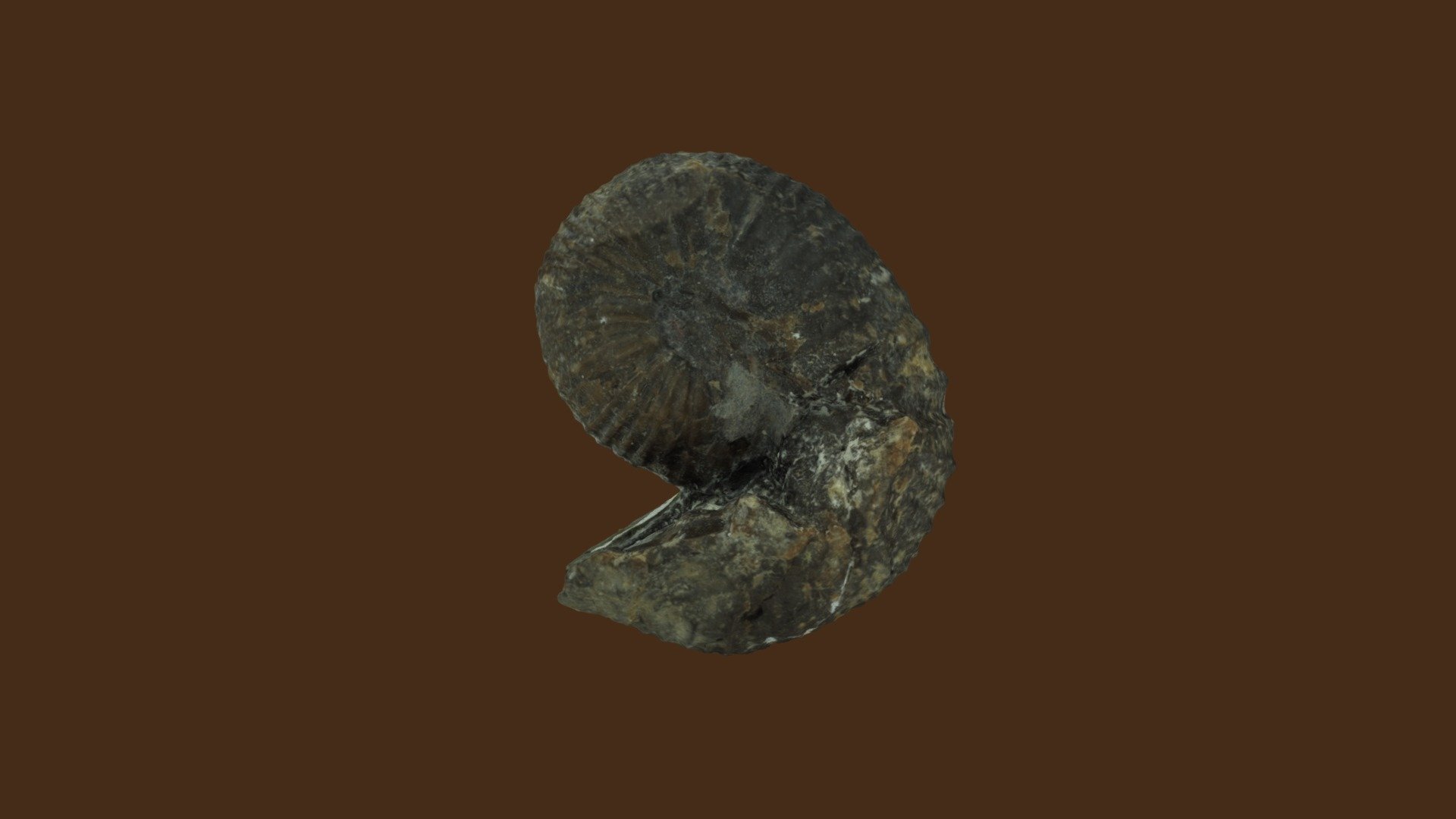 Scaphites tetonensis 13319 - Buy Royalty Free 3D model by Shellie ...
