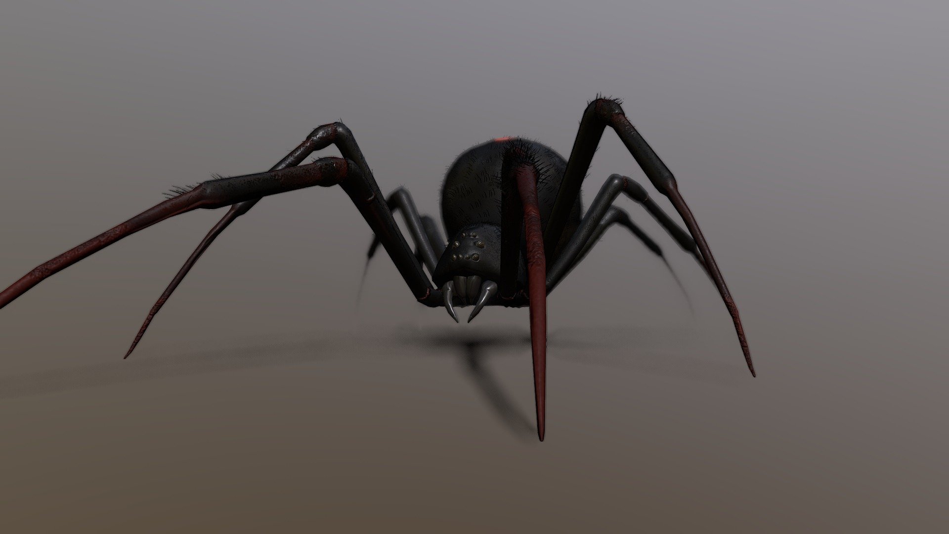 Red Back Spider - Download Free 3D model by ArachnoBoy (@vang807 ...