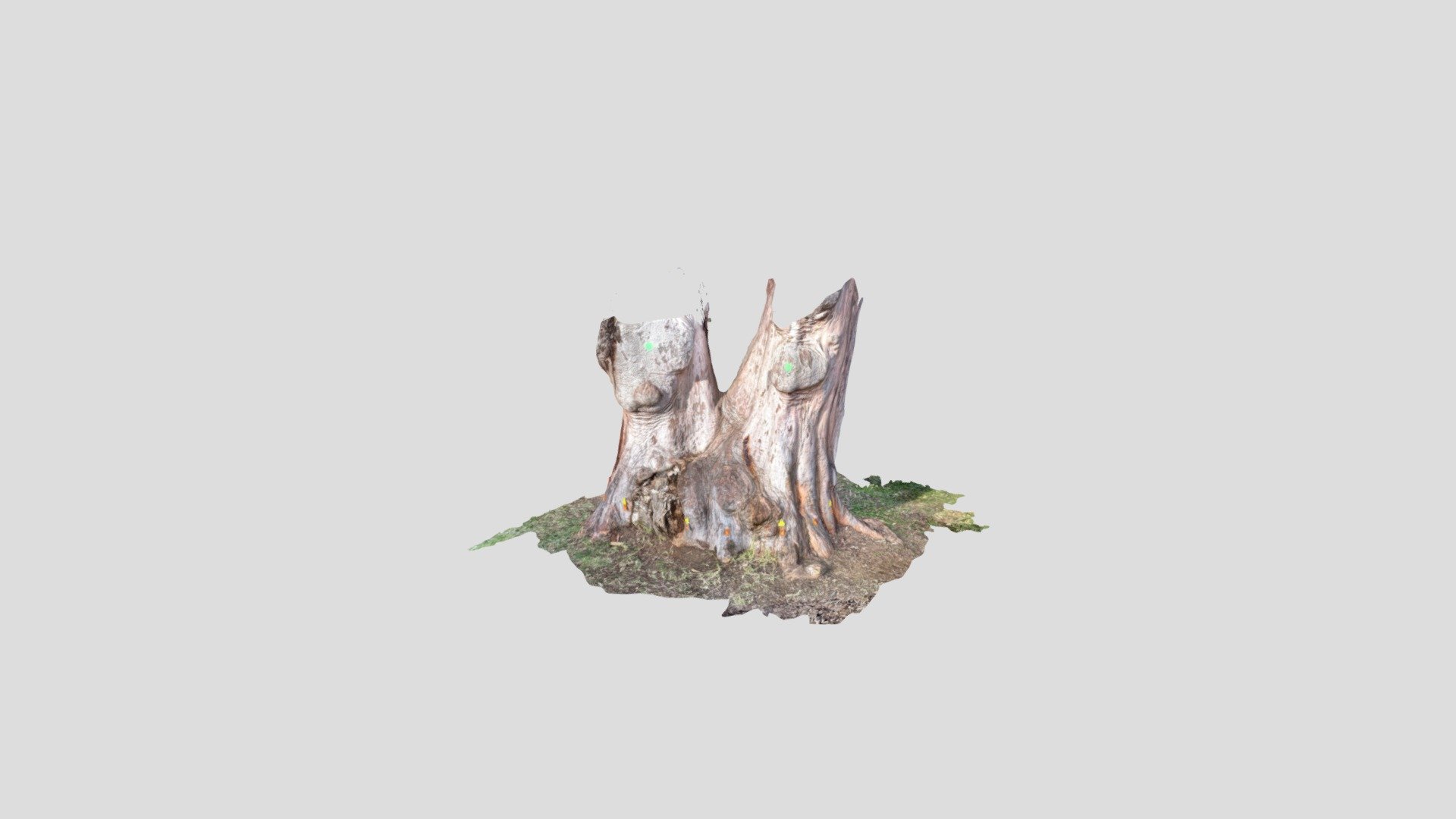 PiCUS Testing - Download Free 3D model by ArborScan [dfae340] - Sketchfab