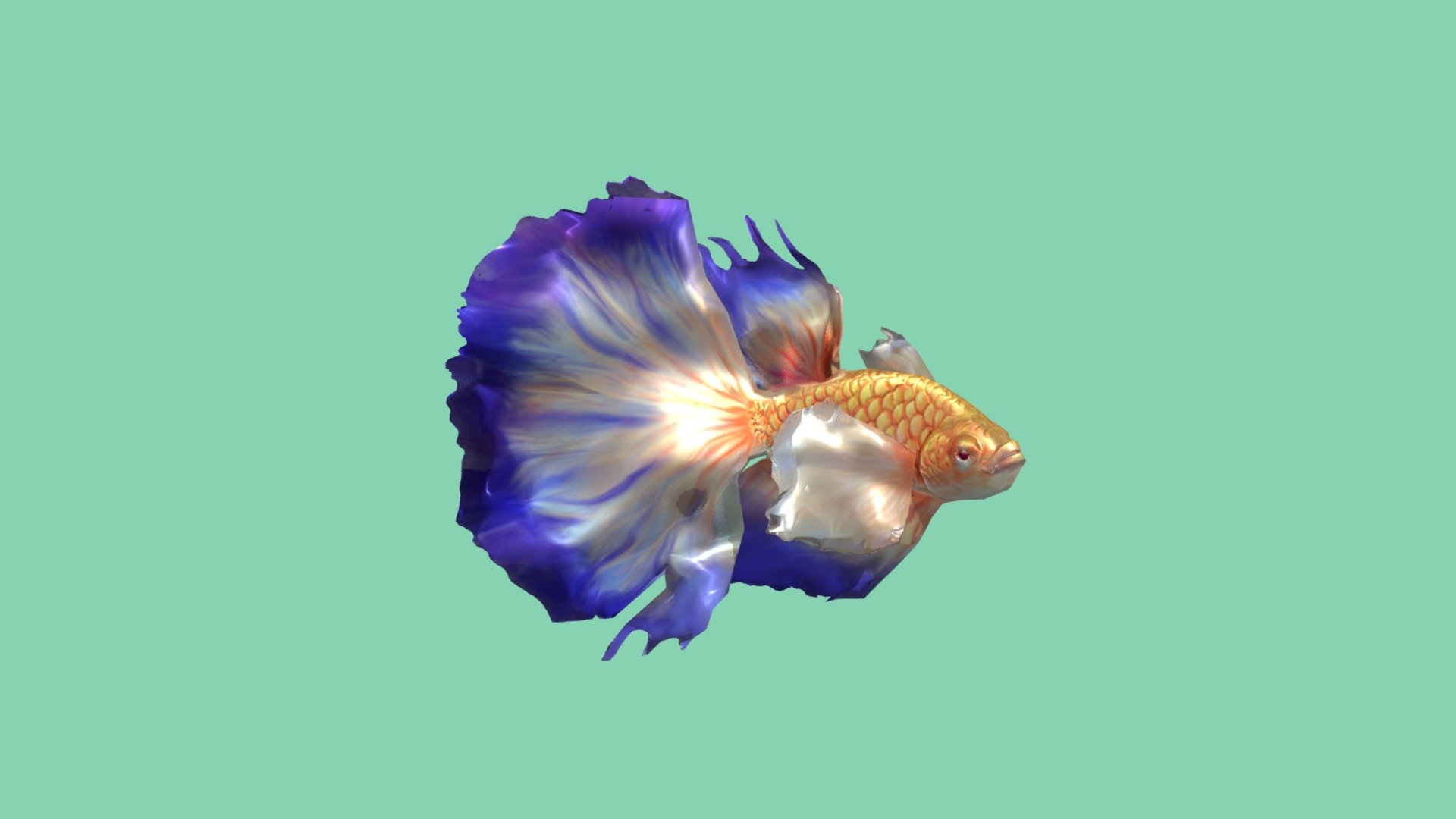 Betta fish - Download Free 3D model by Abril Marcos (@abrilmarcos_art ...