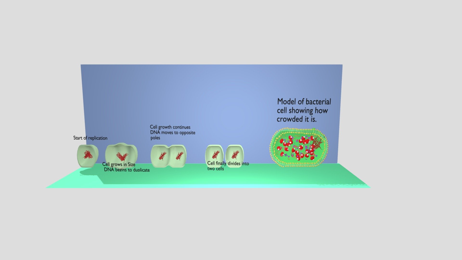 Prokaryotic cell replication - 3D model by Jonathan zamora (@mynnamee ...