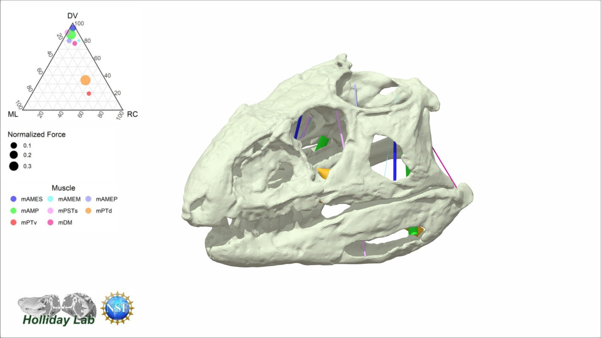 3D Jaw Muscles of Revueltosaurus callenderi - Download Free 3D model by ...