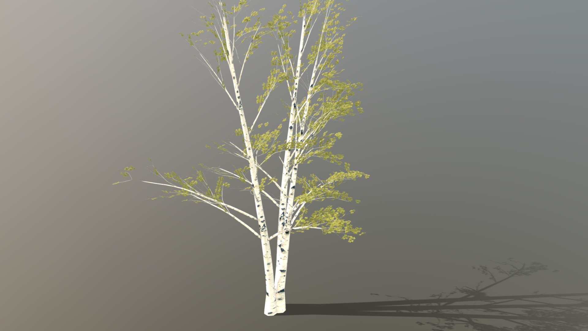 White Birch - Detailed - Buy Royalty Free 3D model by ramakarl [dfc0fbc ...