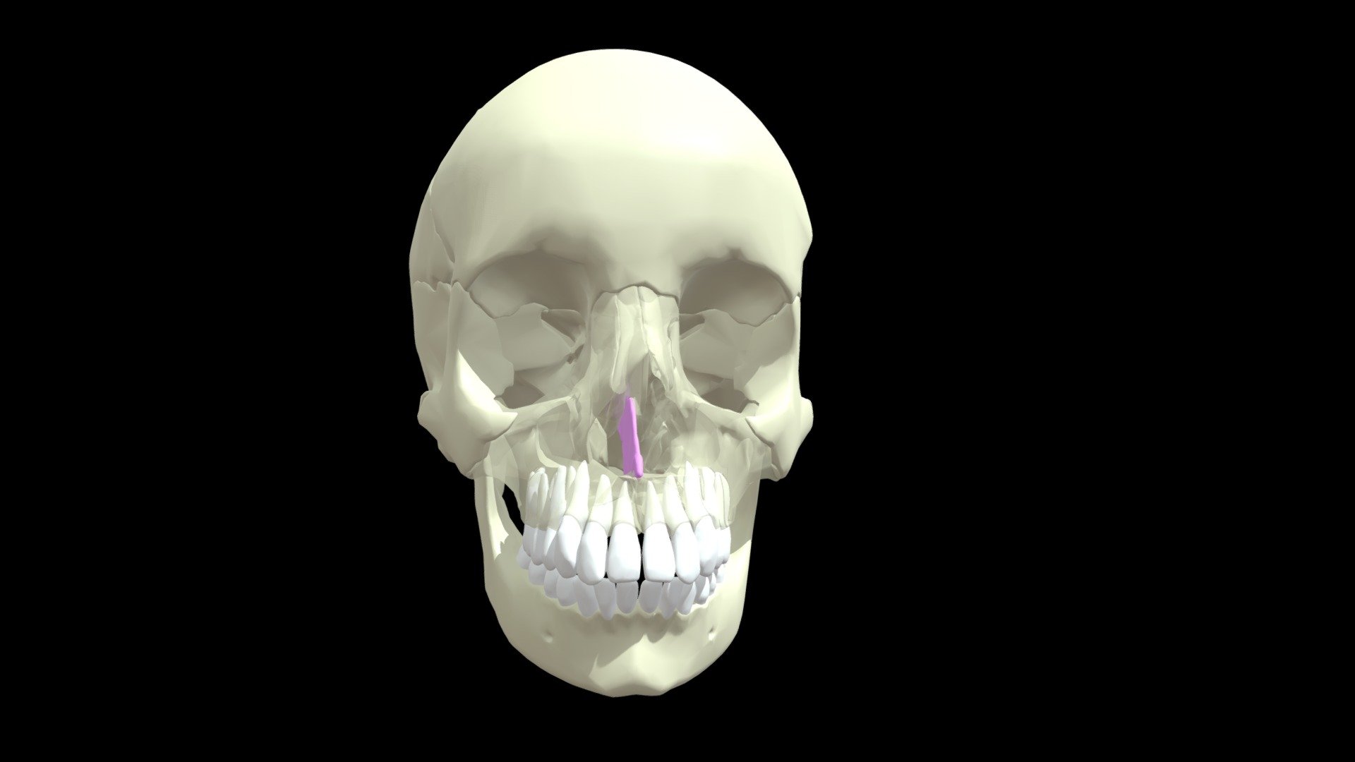 Vomer - Download Free 3D model by UMich Anatomy (@anatomary) [dfc9421] - Sketchfab