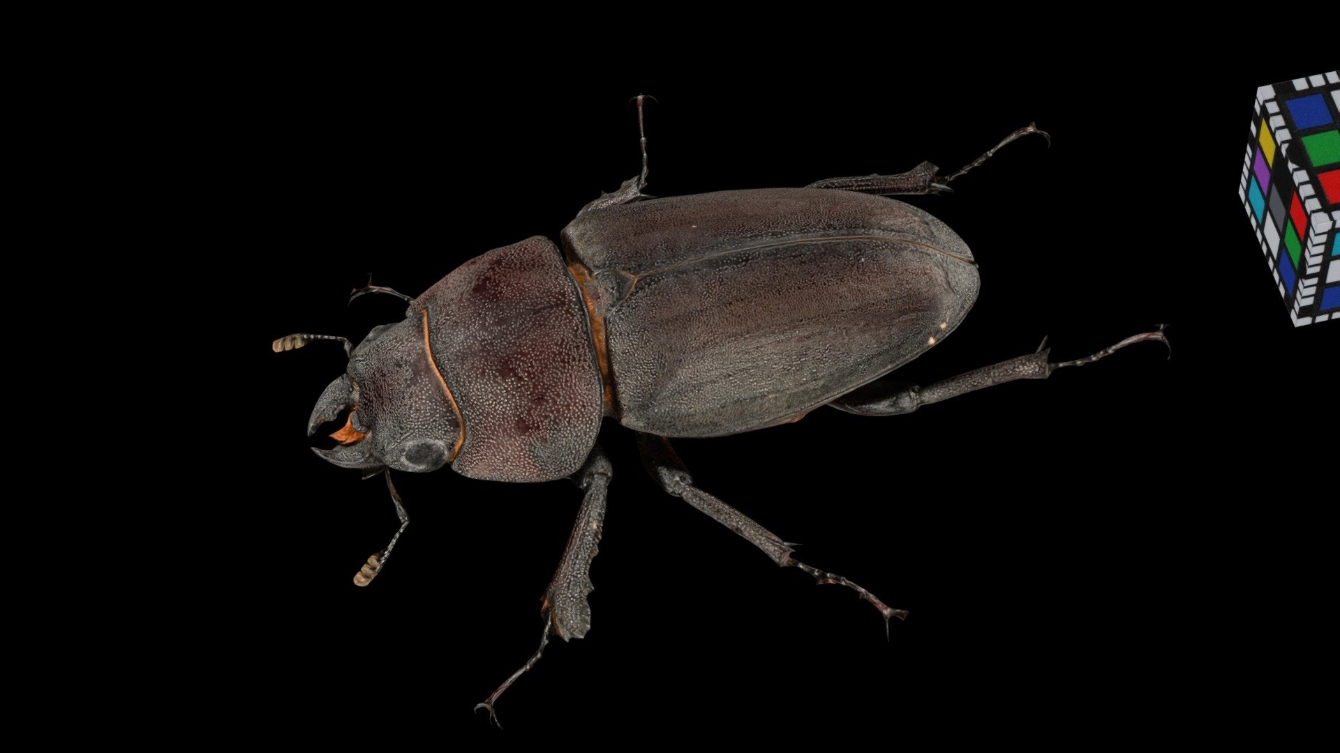 ノコギリクワガタ ♀ Sawtooth Stag Beetle - Download Free 3D model by ffish.asia ...