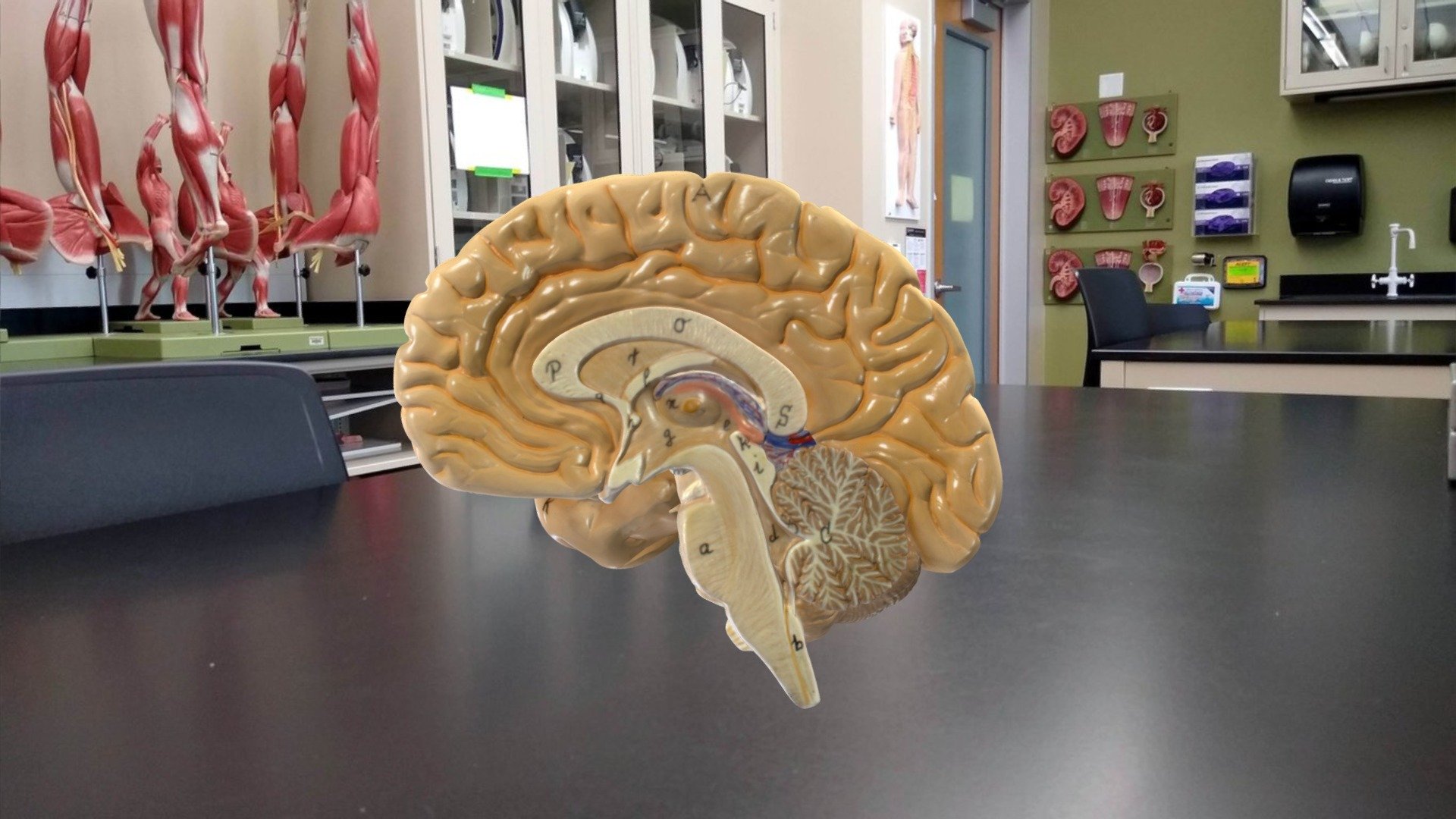 Brain Model (Right) - General anatomy - Download Free 3D model by Dr ...