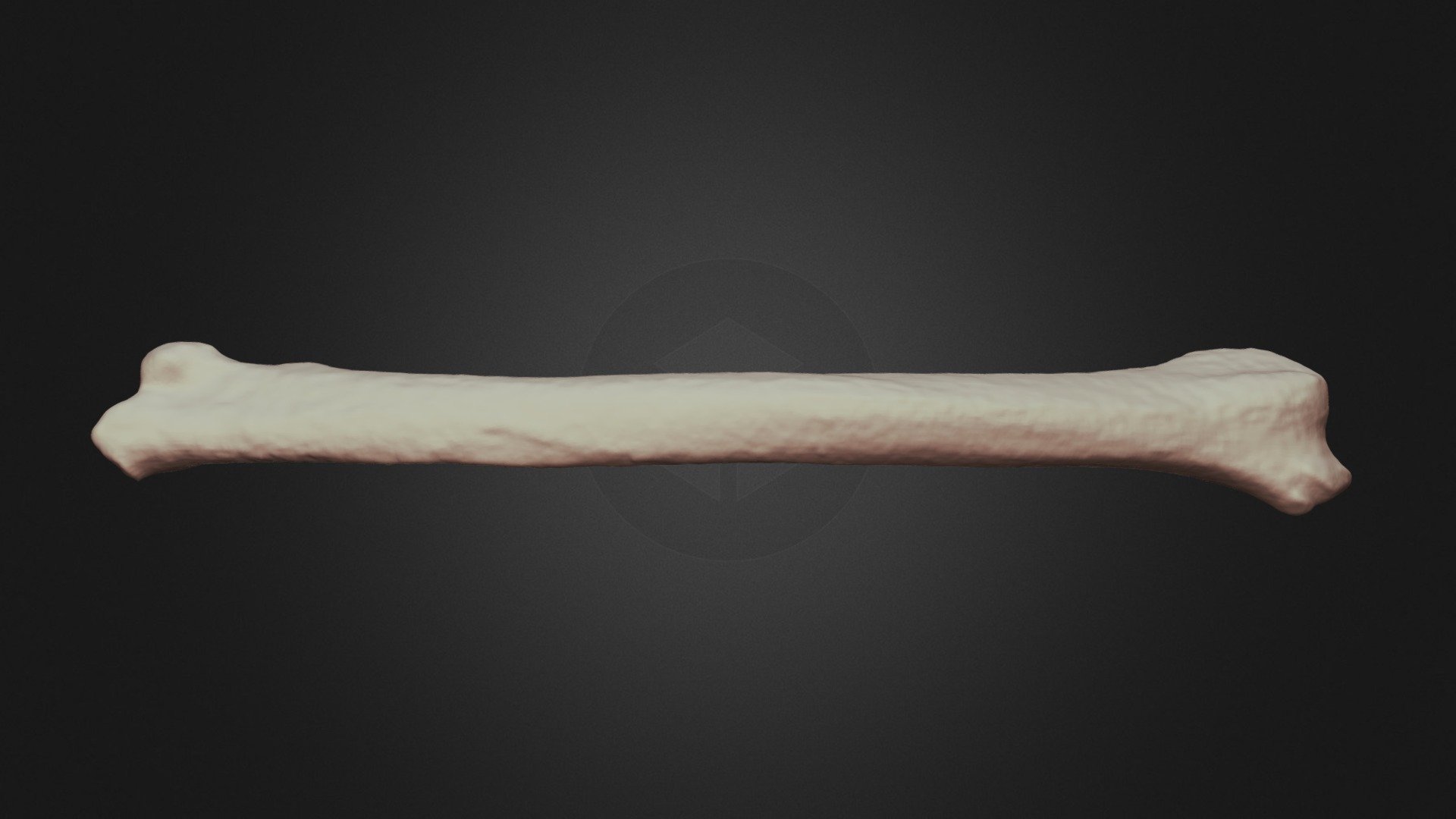Canis lupus (Wolf) Left Radius - 3D model by Lakehead Anthropology ...