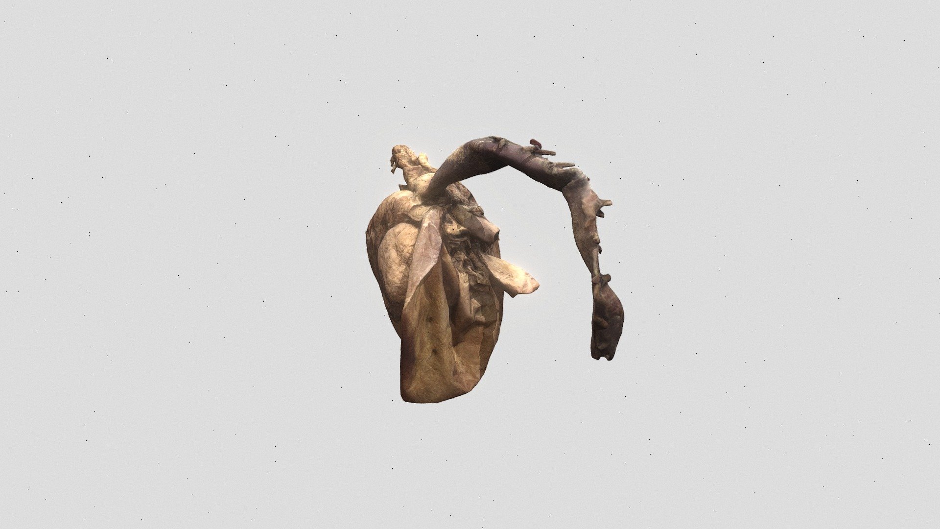 Corazón equino - 3D model by andres.sepulvedav [dfca917] - Sketchfab