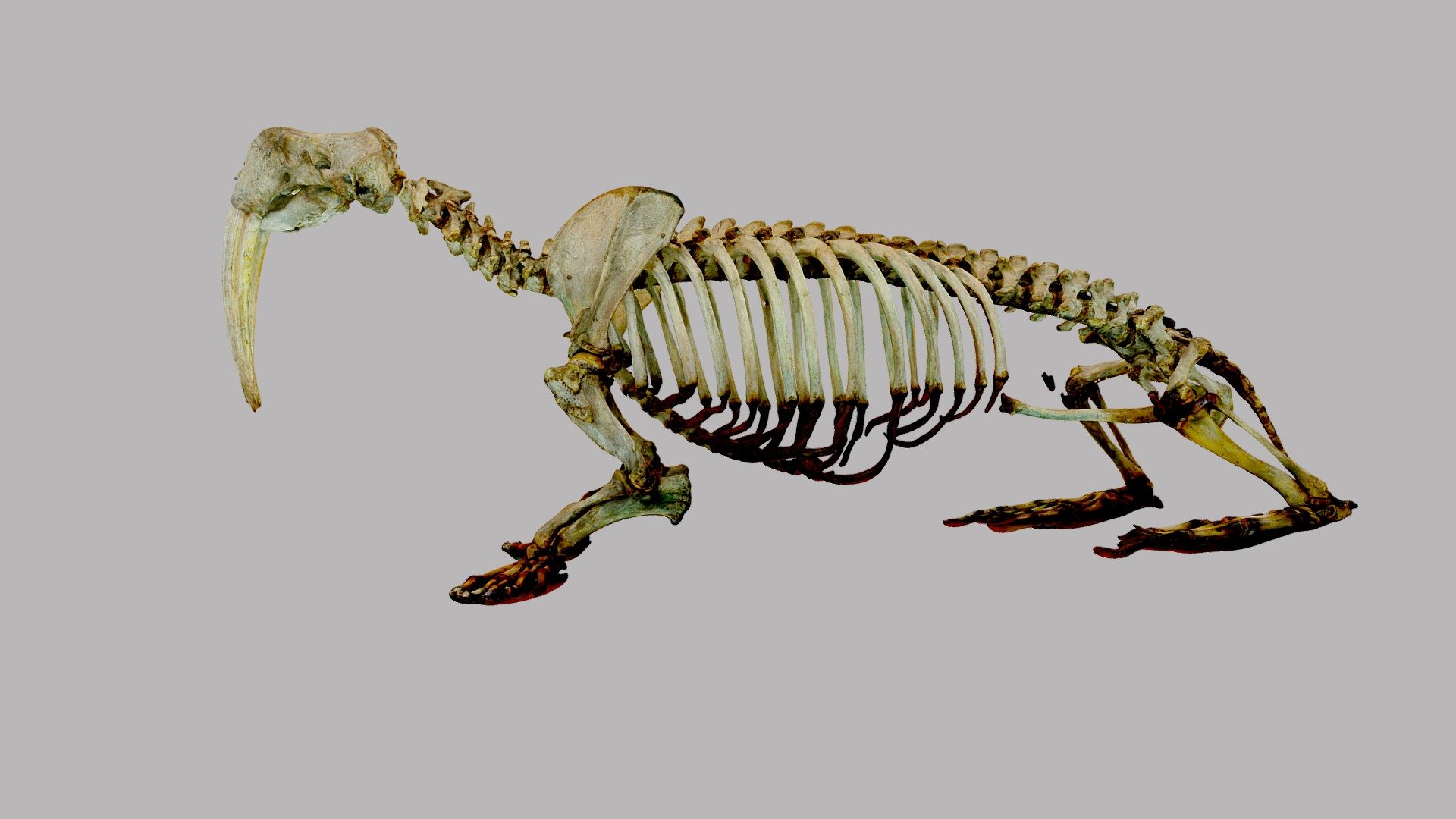 Walrus complete skeleton (male) - 3D model by 4-OCEANS Virtual ...
