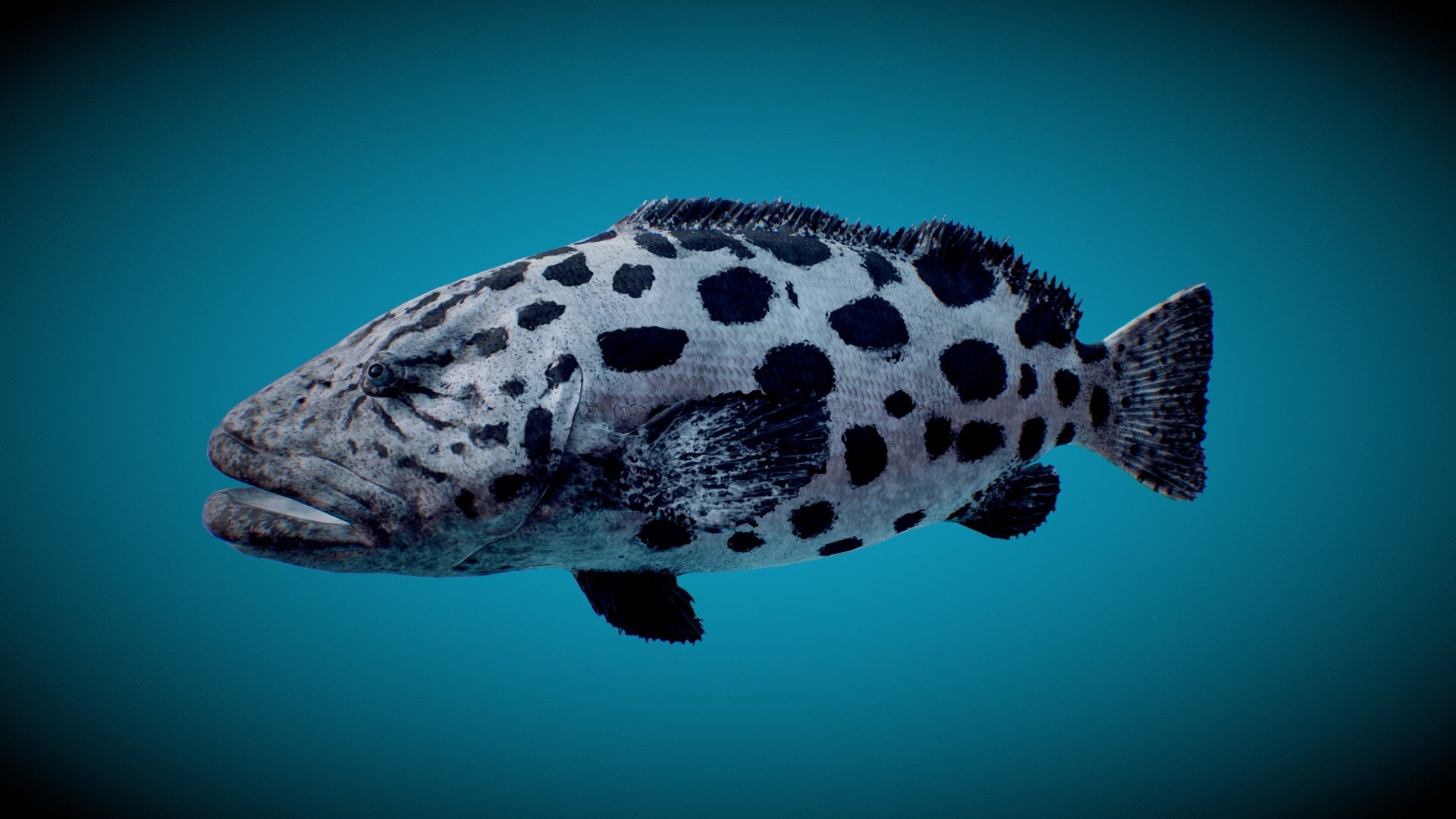 Potato RockCod - The Living Reef - 3D model by QUTTheCube [dfce36e ...