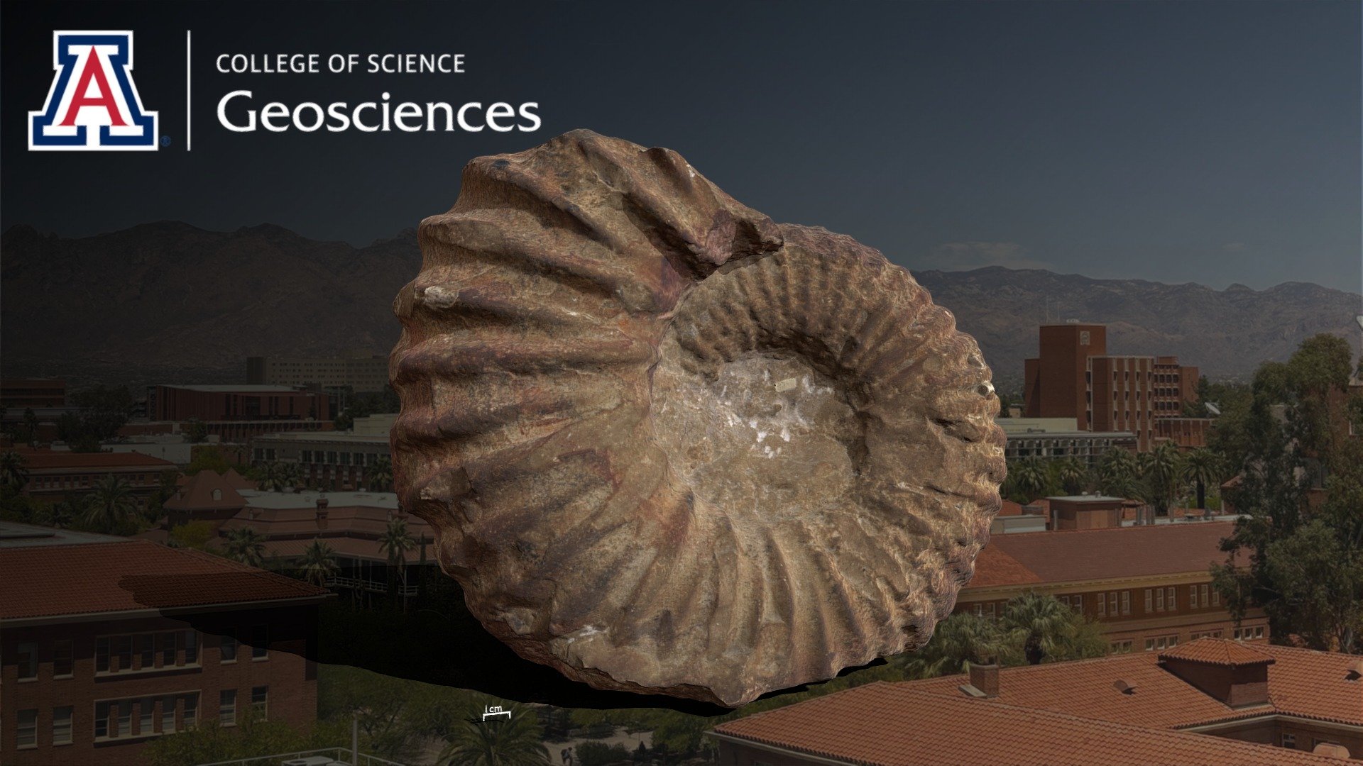 Ammonitida spp. (Hyatt, 1889) - 3D model by DM (@DM-UoA) [dfd1907 ...