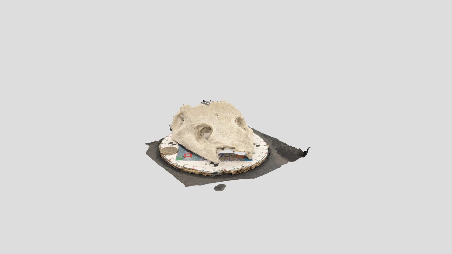 Trematosaurus - Download Free 3D model by Max Christie (@mchristie09 ...