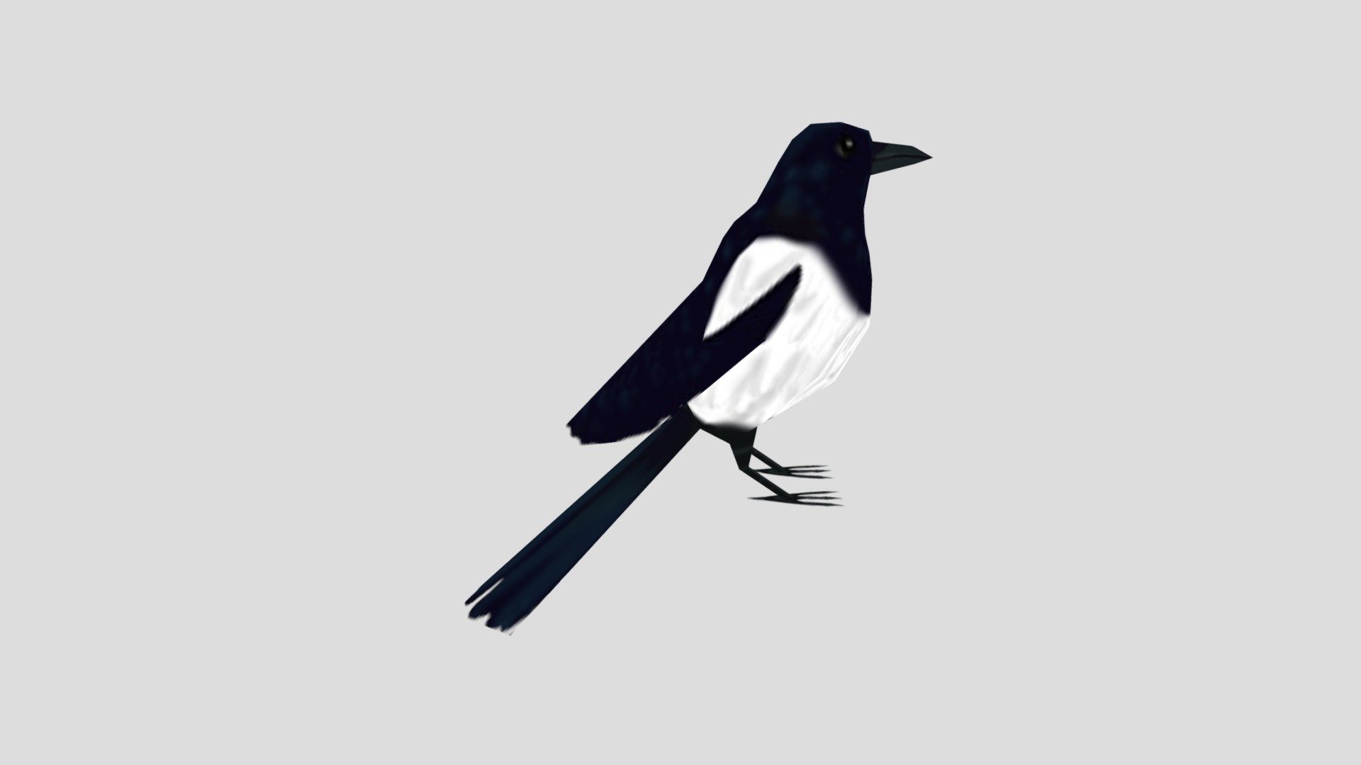 Magpie - 3D model by Gargoule (@vsgandcg) [dfd7d31] - Sketchfab