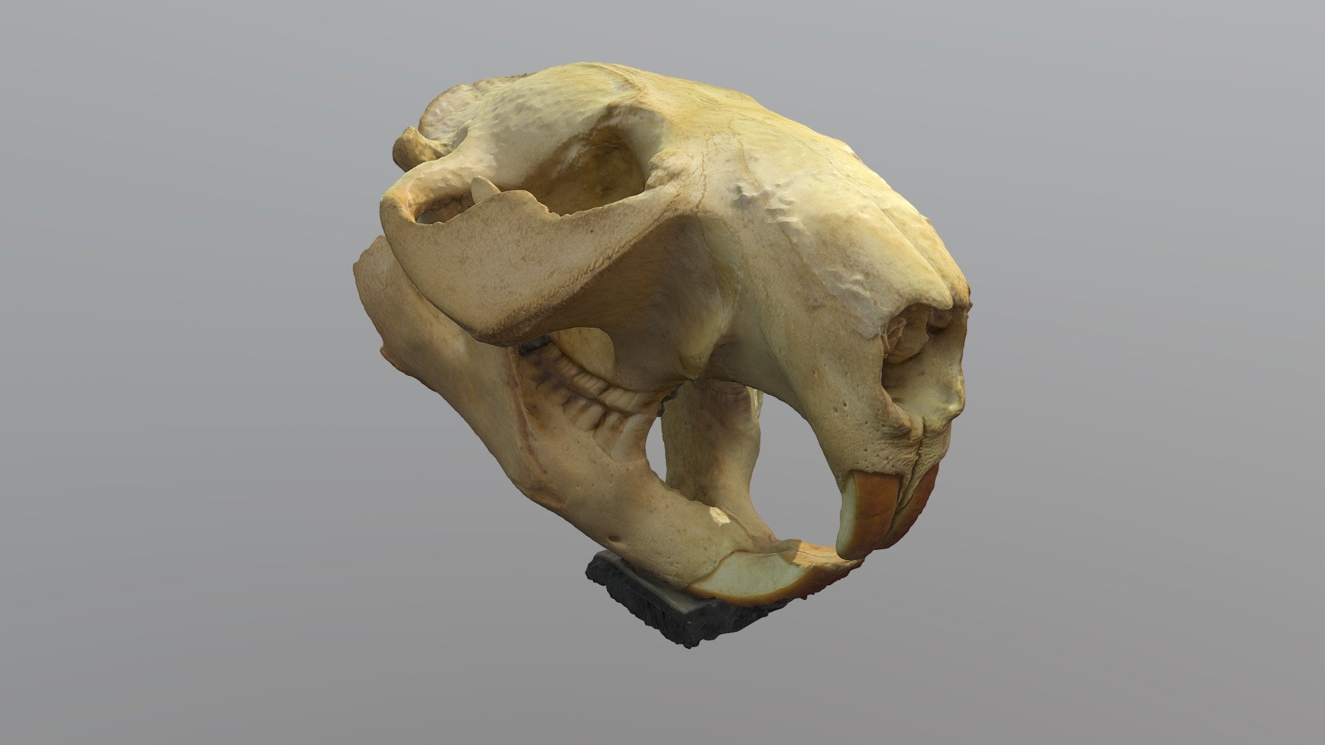 Castor - 3D model by ceiticb [dfd824b] - Sketchfab