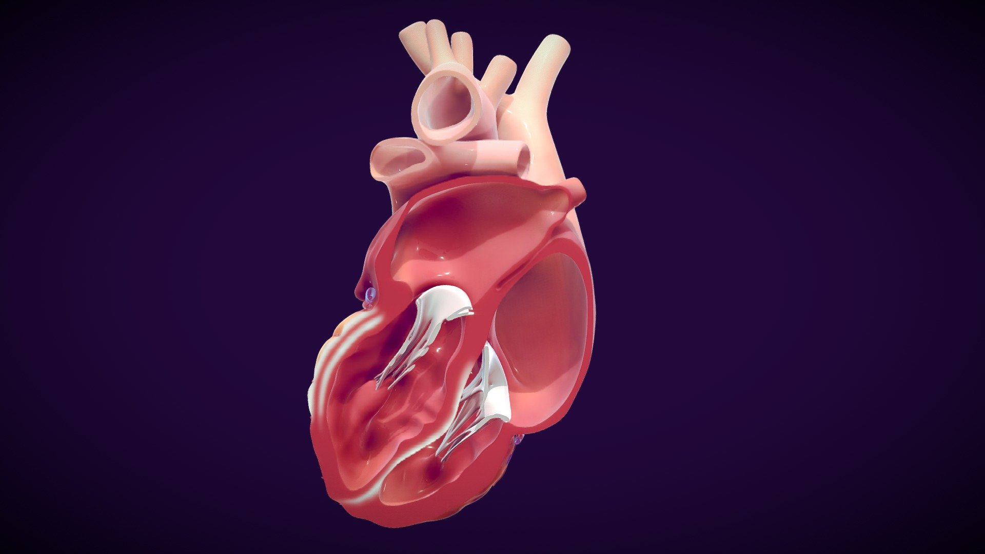 Heart 4CH View - 3D model by AUmedart [dfd9945] - Sketchfab