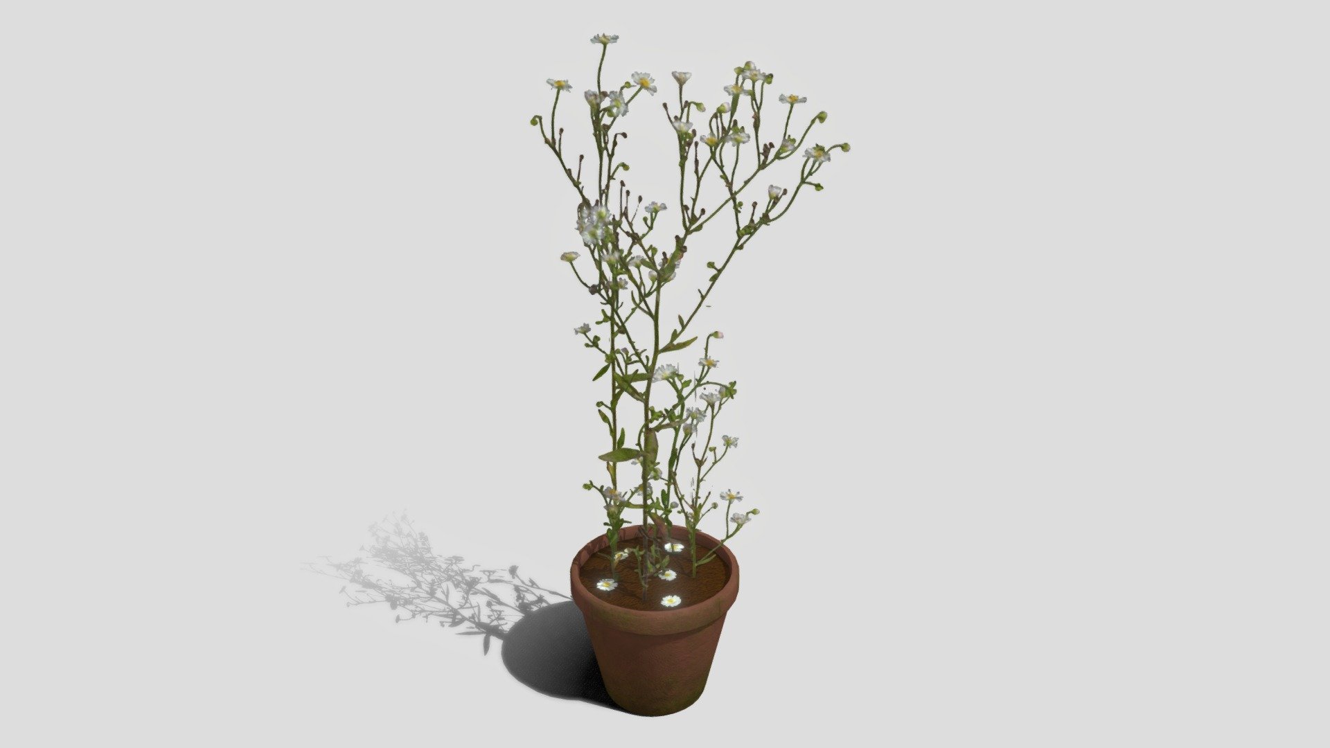 Daisy Flower - Download Free 3D model by LiliumLetifer [dfda1a7 ...