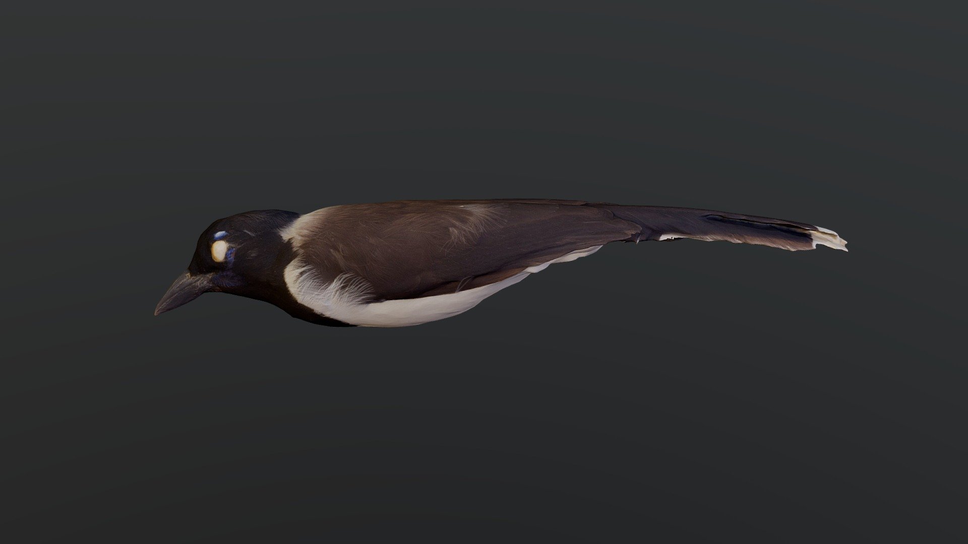Plush-crested Jay - Cyanocorax chrysops - Download Free 3D model by ...