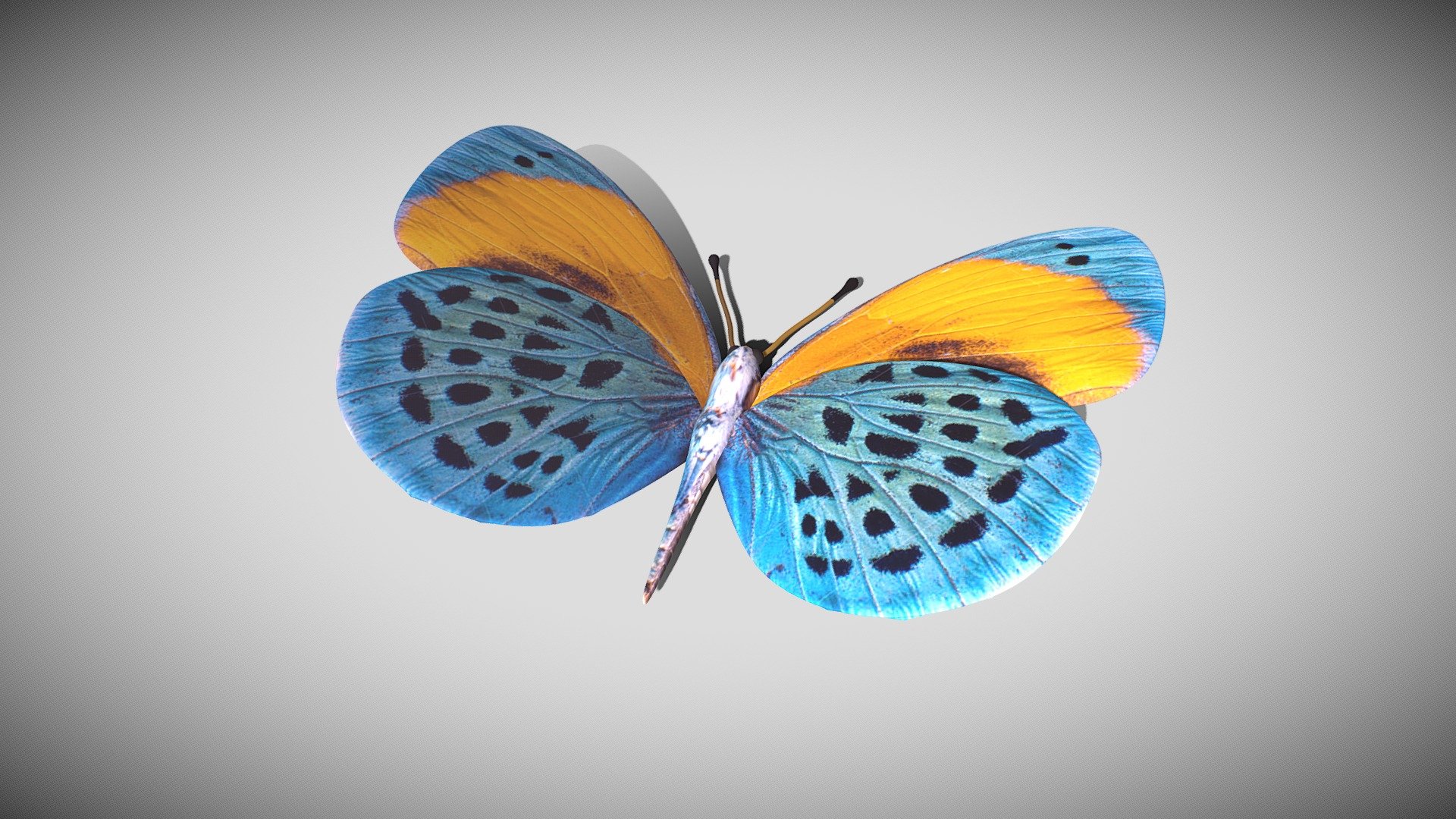 Butterfly Model 002 - 3D model by HØØK言STAR (@hookstar1993) [dfe5c69 ...