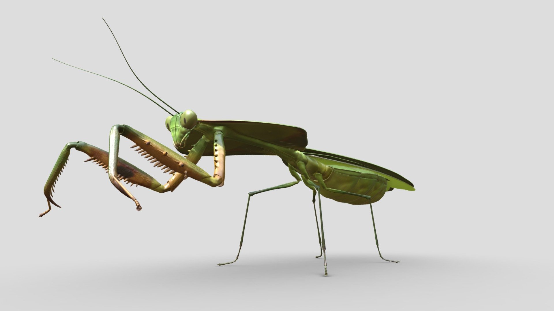 Tropical Shield Mantis - 3D model by mmateo01 [dfeb023] - Sketchfab