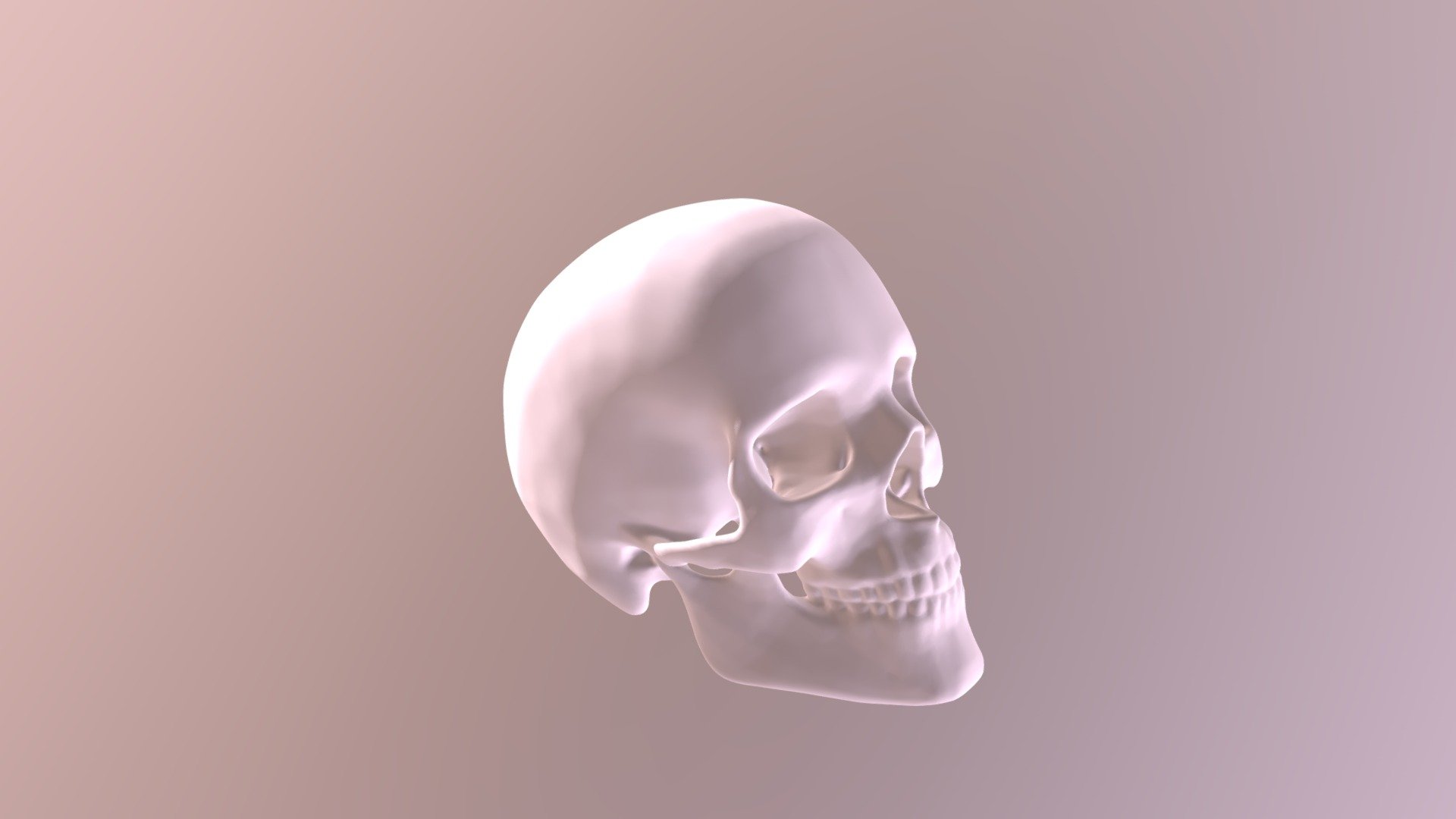 Human Skull - 3D model by DavidDiamondheart [dfeb5b3] - Sketchfab