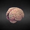 Handmade silicone brain!!! - Download Free 3D model by Nevena Knežević ...
