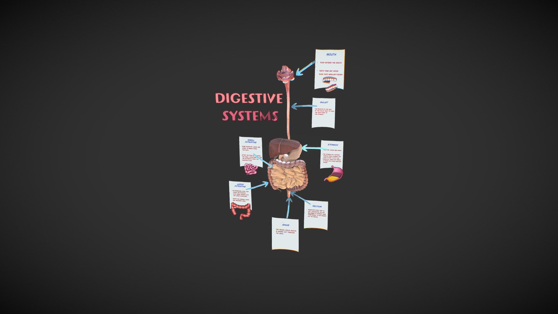 Digestive Systems - 3D model by isparklekidz [dfefb32] - Sketchfab