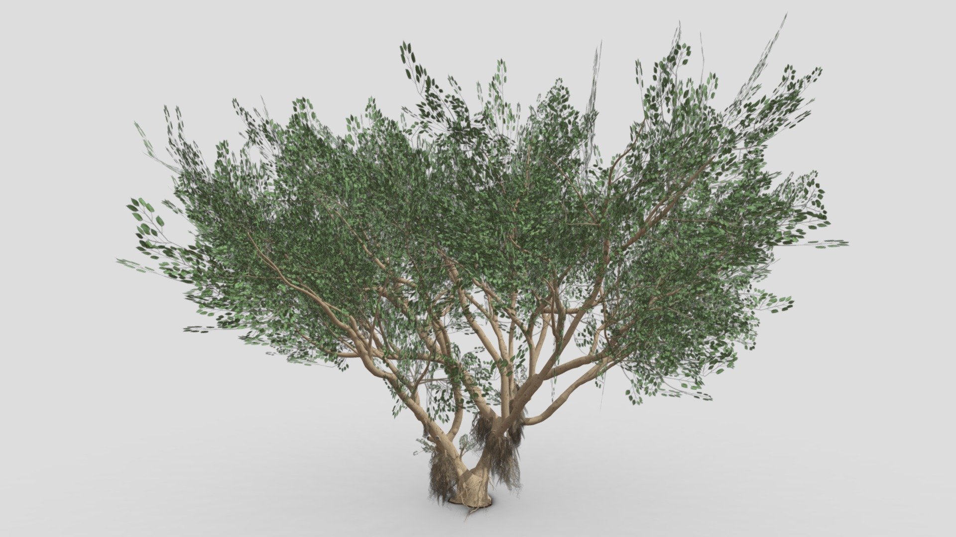Ficus Benjamina Tree-S04 - Buy Royalty Free 3D model by ASMA3D [dff2772 ...