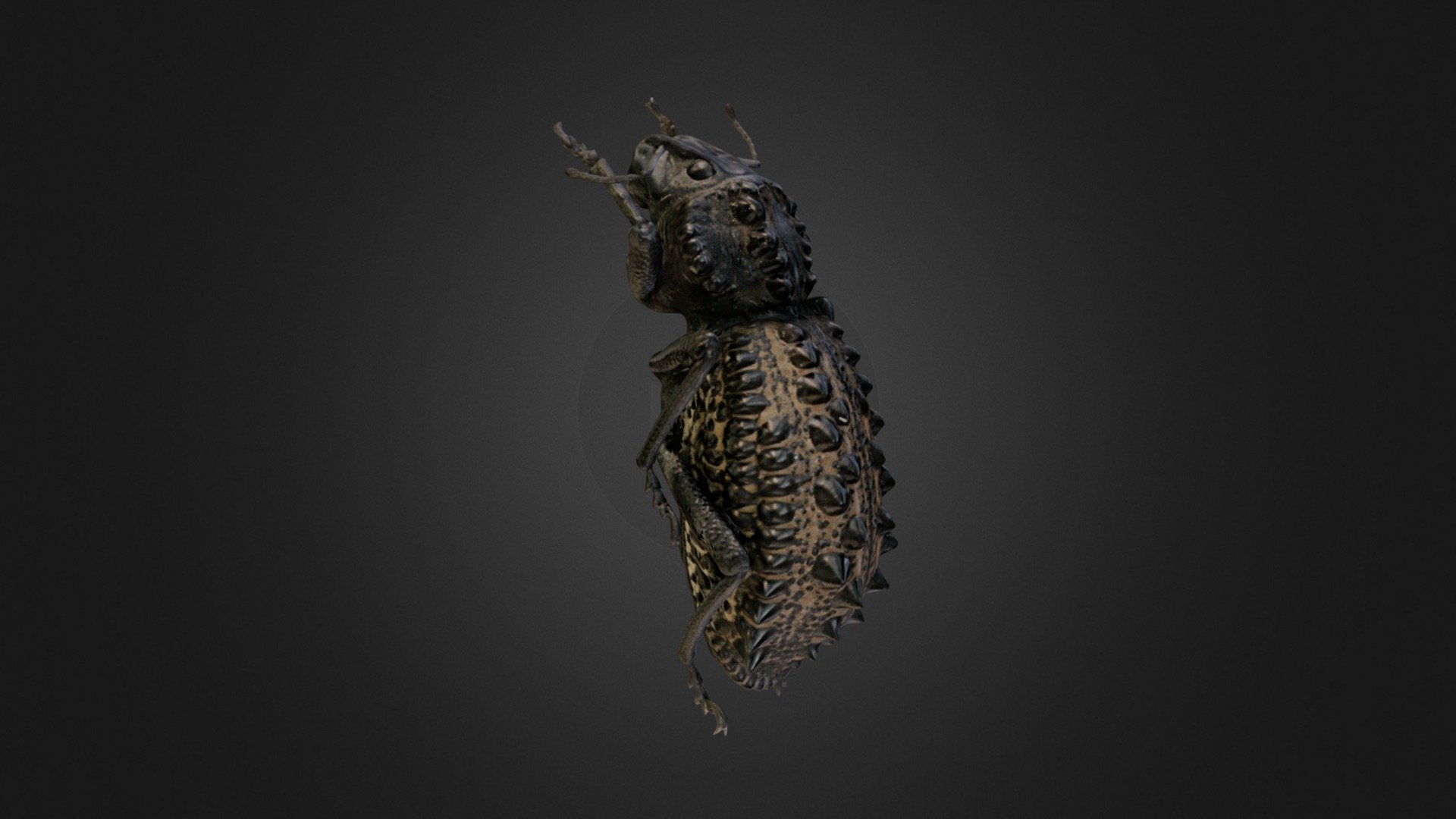 Amycterine Ground Weevil - 3D model by sciencebydoing [dff3511] - Sketchfab