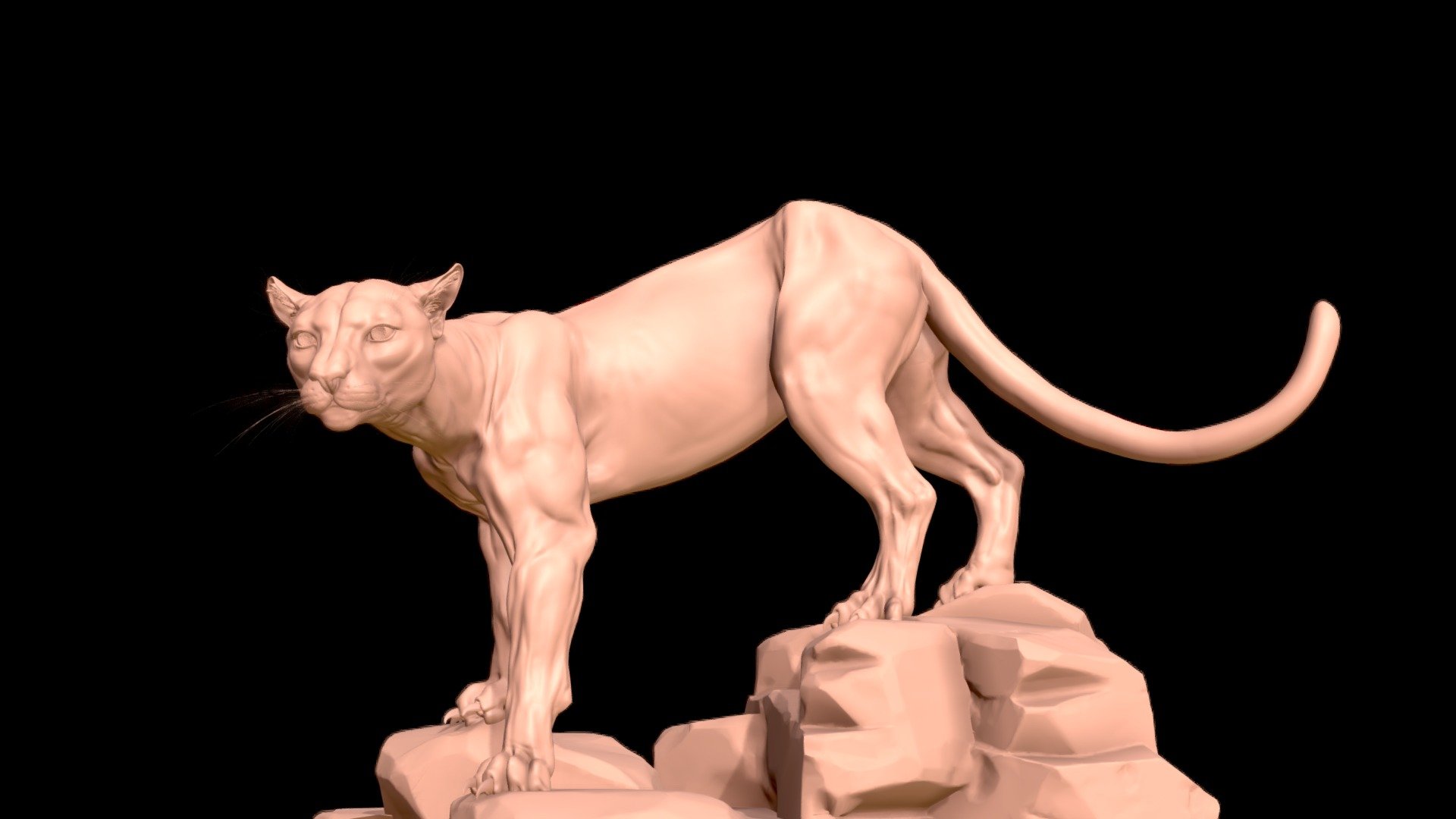 Cougar Concolor - Buy Royalty Free 3D model by verena stabel (@kling ...