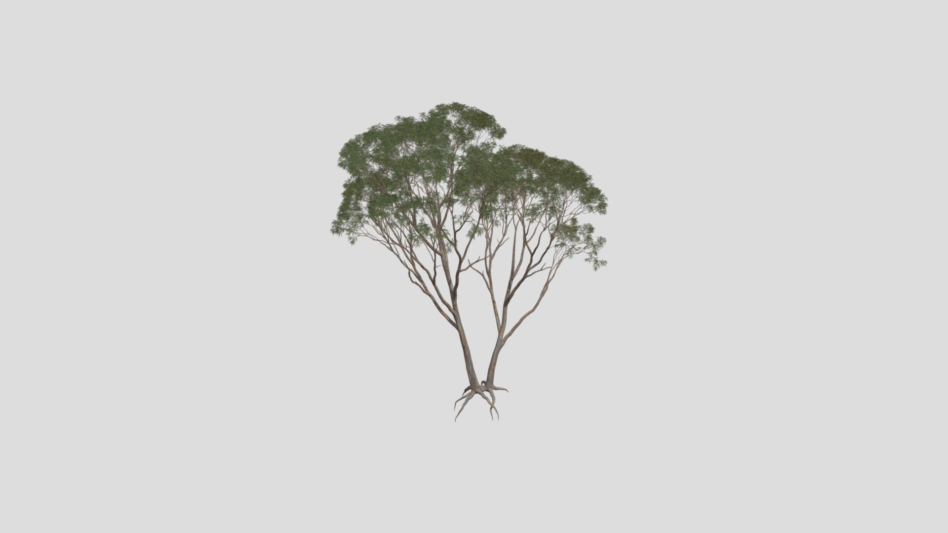 Eucalyptus 10 AM238 Archmodel - Buy Royalty Free 3D model by Evermotion ...