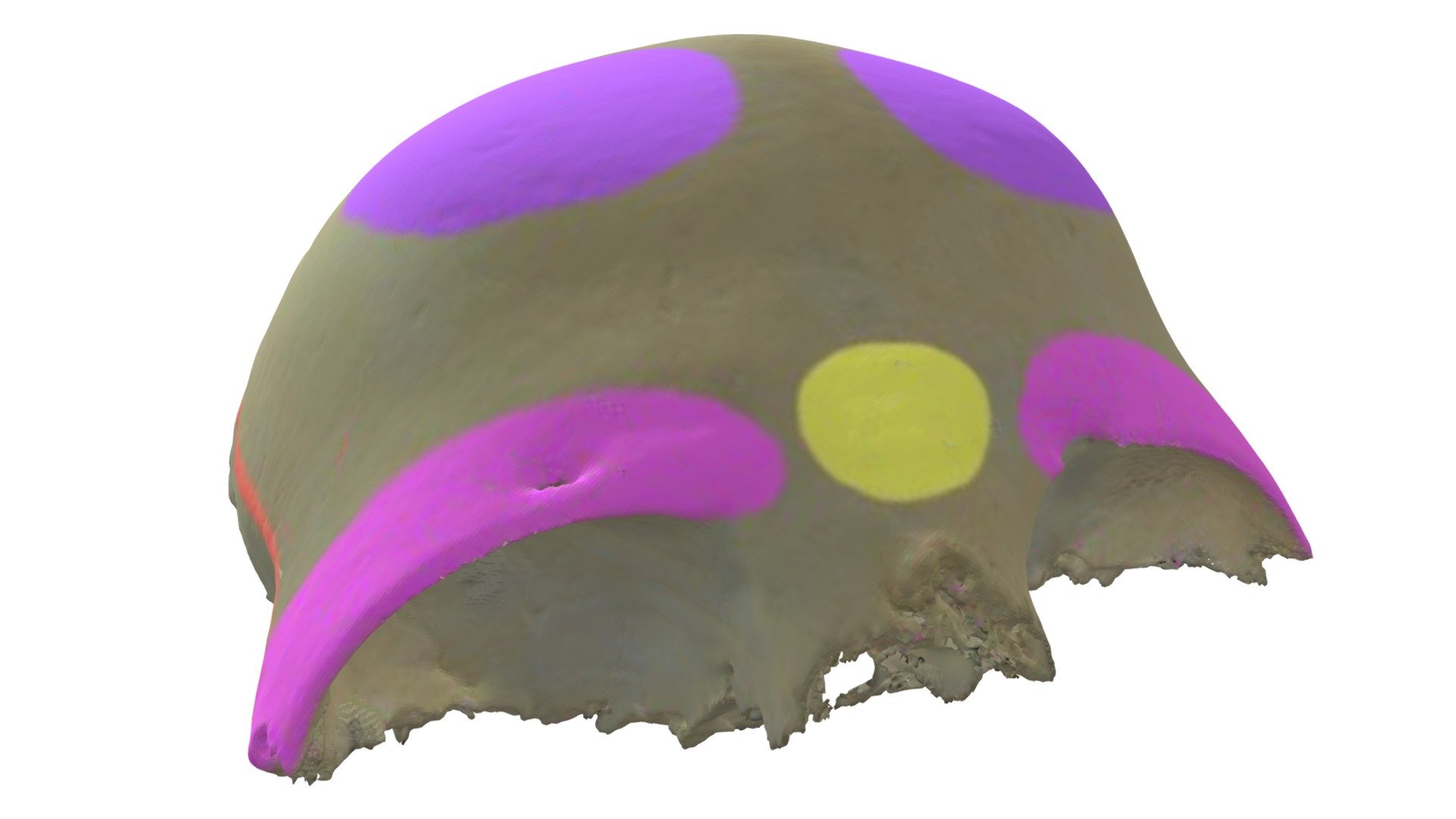 os frontale- squama frontalis - 3D model by Universiteit Antwerpen ...