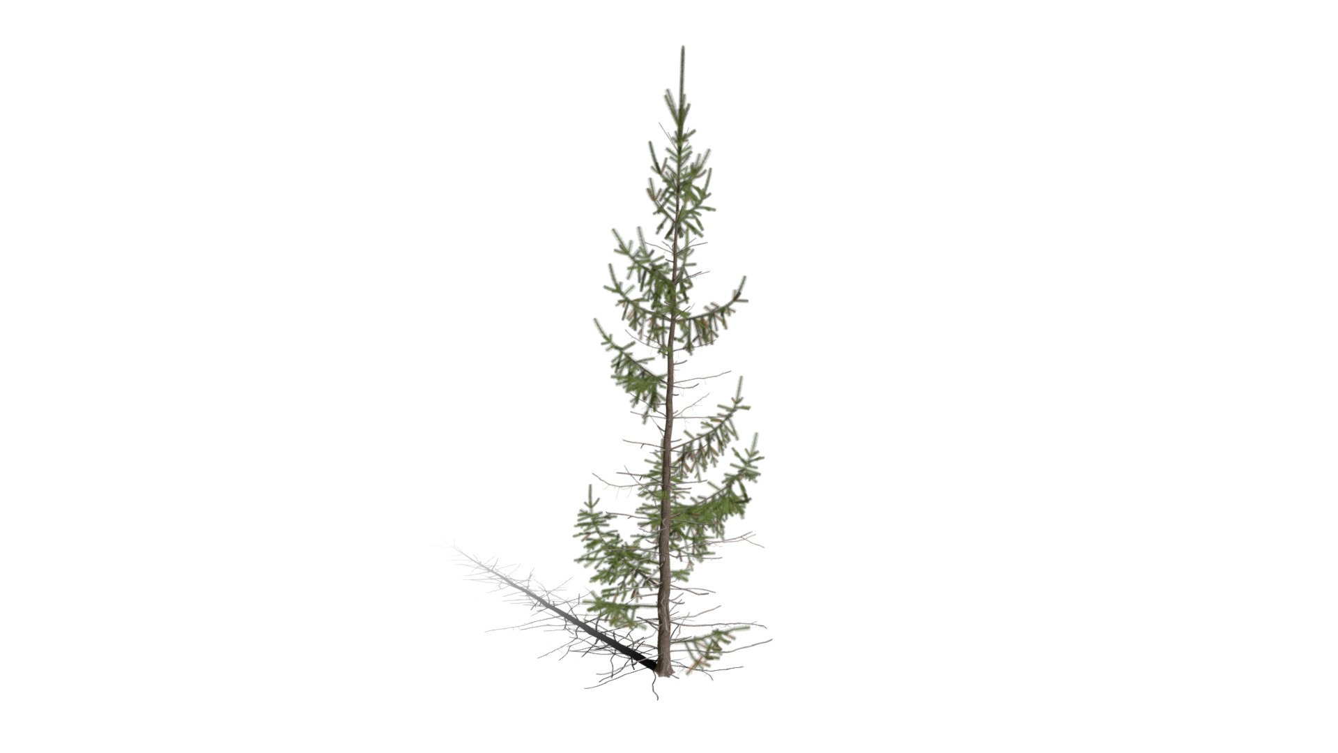Realistic HD Norway spruce (32/43) - Download Free 3D model by ...