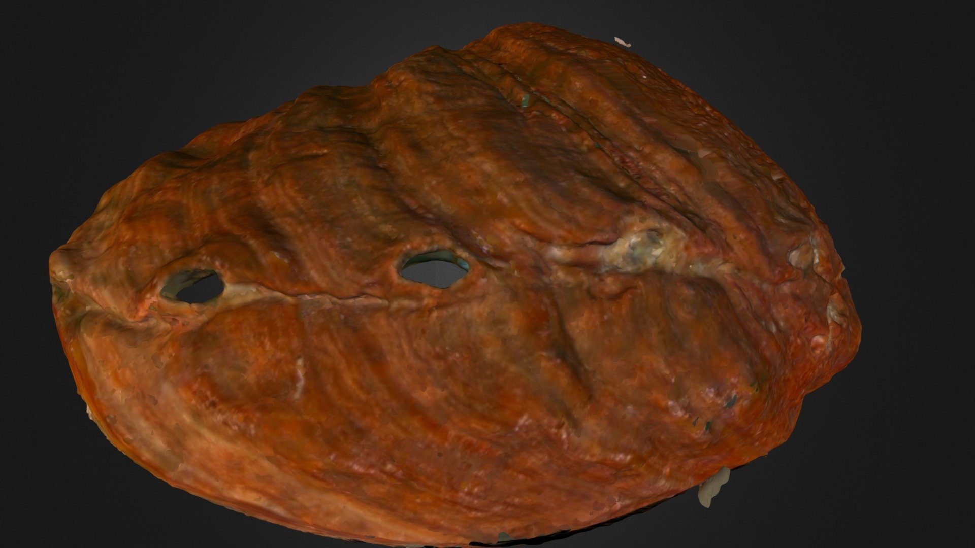 Red abalone - 3D model by cputnam [dgbZ1Ew] - Sketchfab