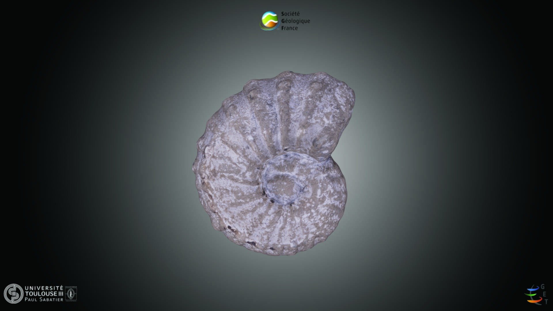Ammonite - Acanthoceras sp. - Download Free 3D model by Société Géologique de France (@sgfrance ...