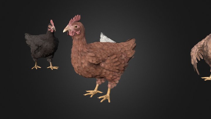 Hen 3D models - Sketchfab