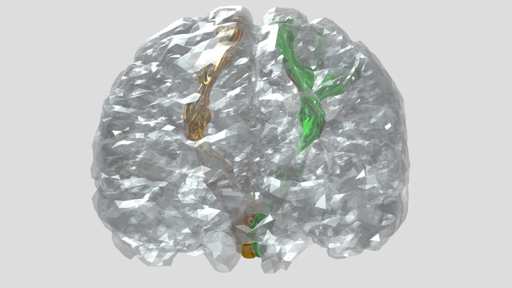 Neuro 3D models - Sketchfab