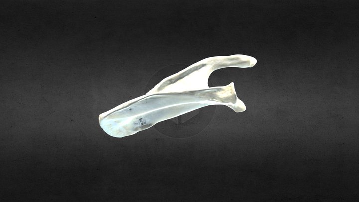 Shoulder-blade 3D models - Sketchfab