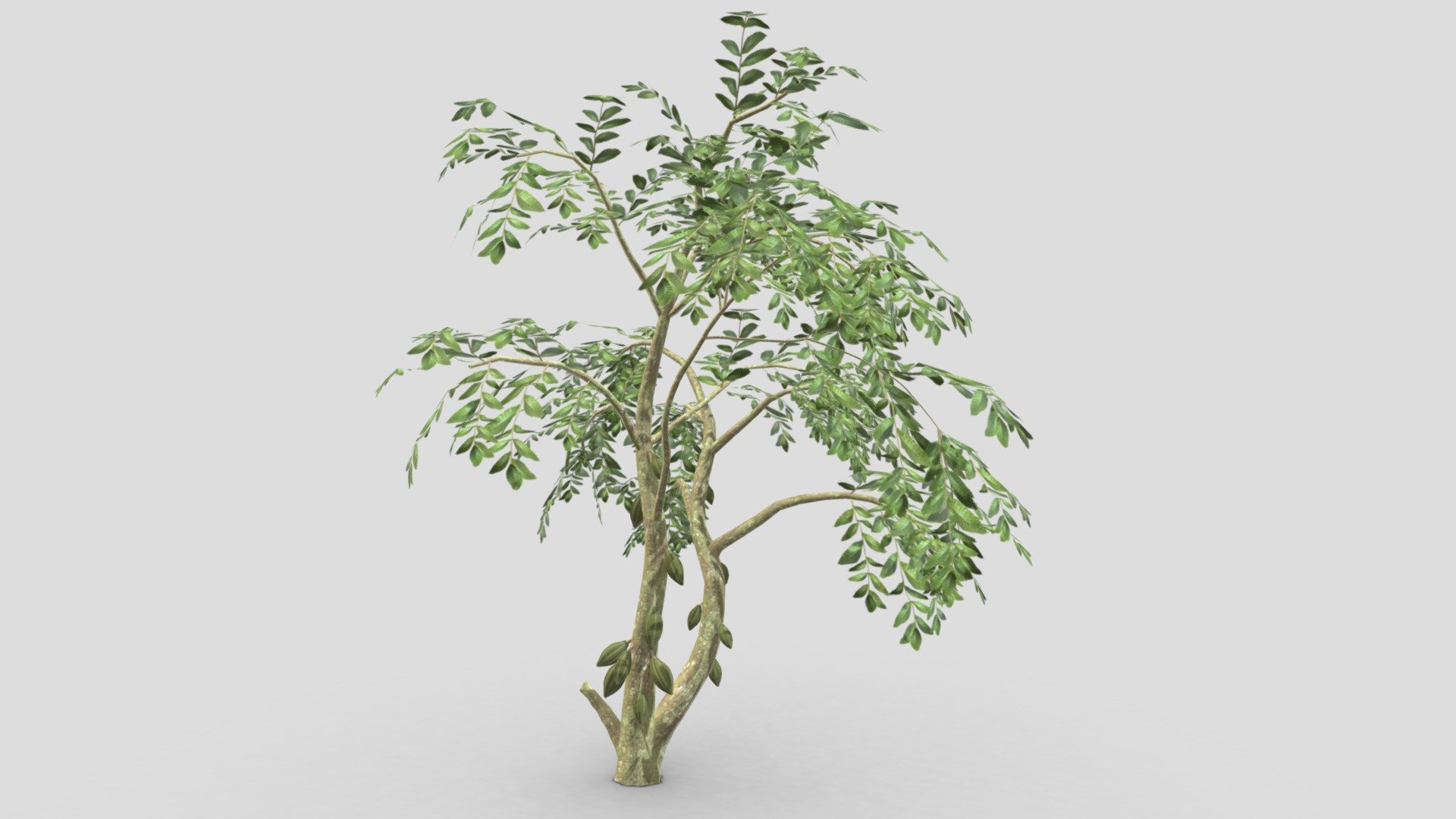 Cacao Tree( Green Fruit)- 05 - Buy Royalty Free 3D model by ASMA3D ...