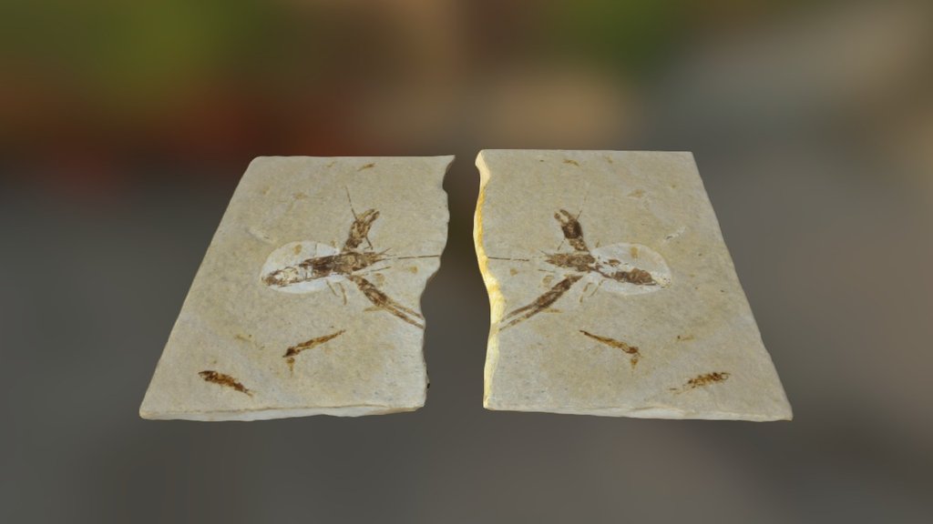 CRAYFISH FOSSIL - 3D model by 3D Fossils (@conqueror78) [e0080c5 ...