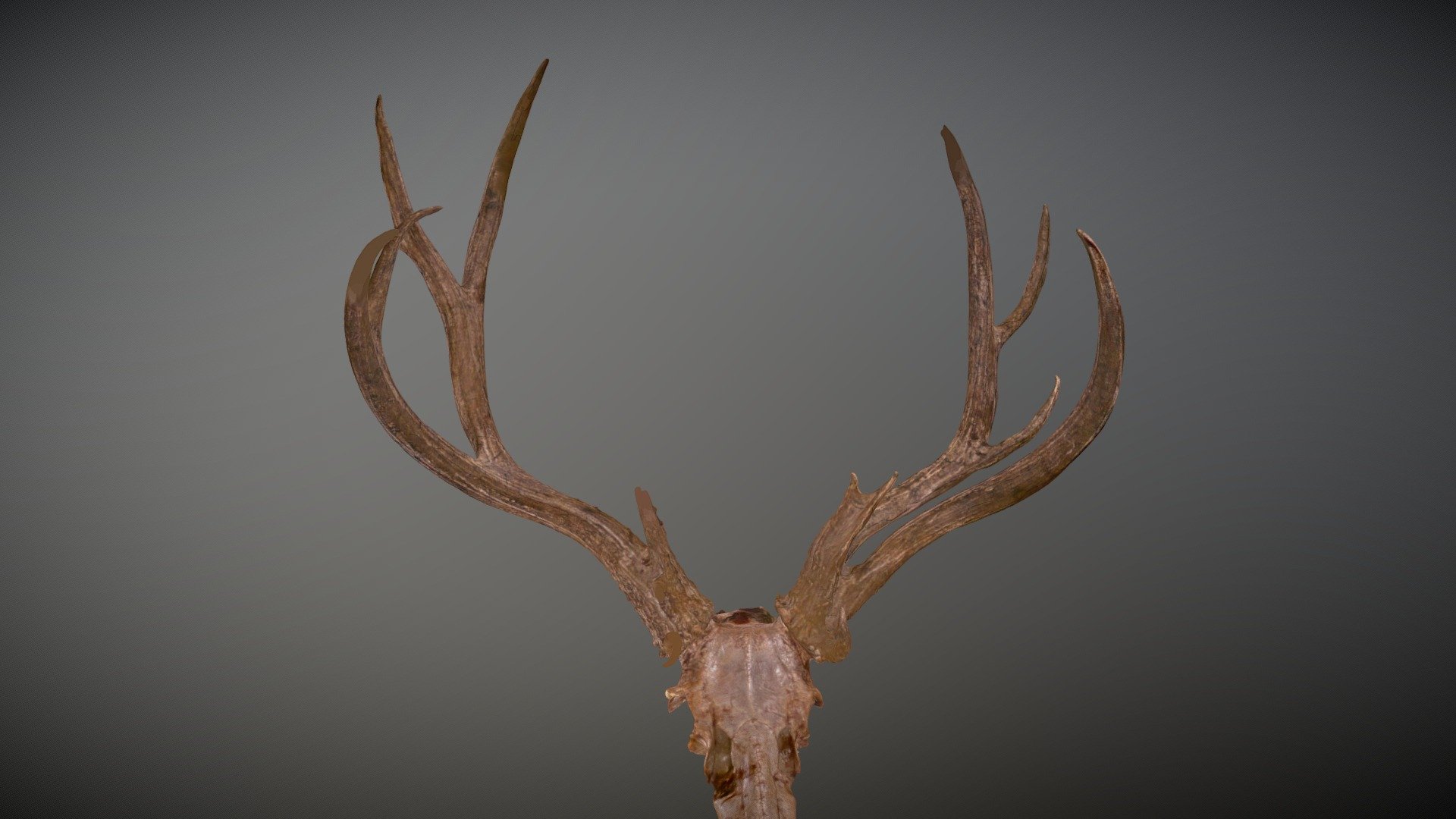 Mule Deer Splitter - 3D model by PeakReplicas [e00c903] - Sketchfab