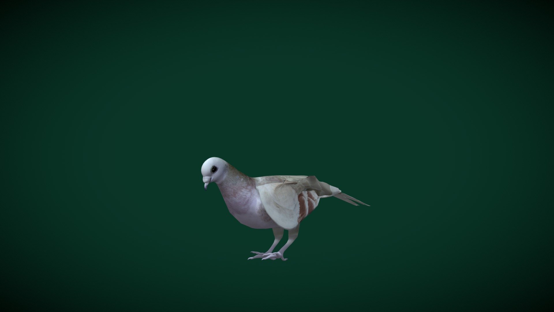 British Show Racer Pigeon Bird - Download Free 3D model by ...