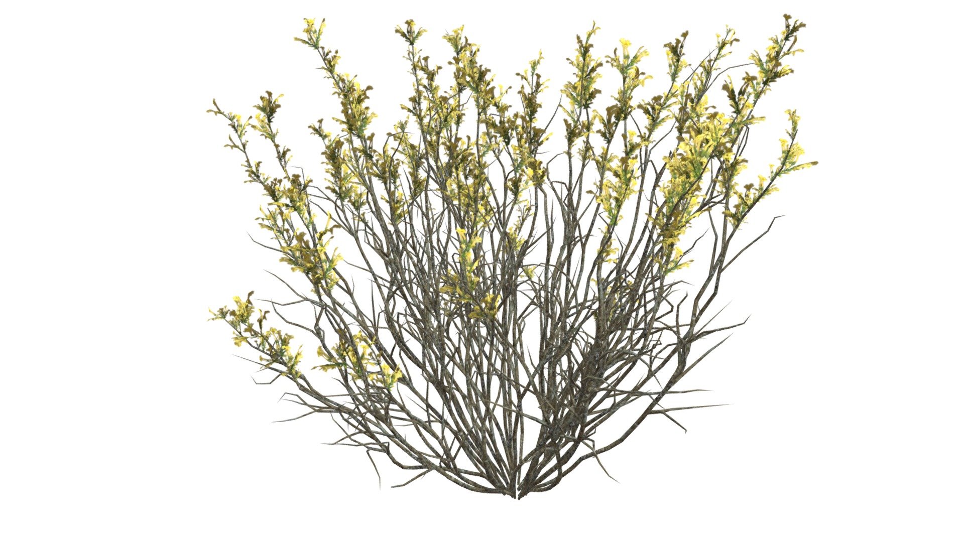 Broom Snakeweed with Flowers #07 - Buy Royalty Free 3D model by ...