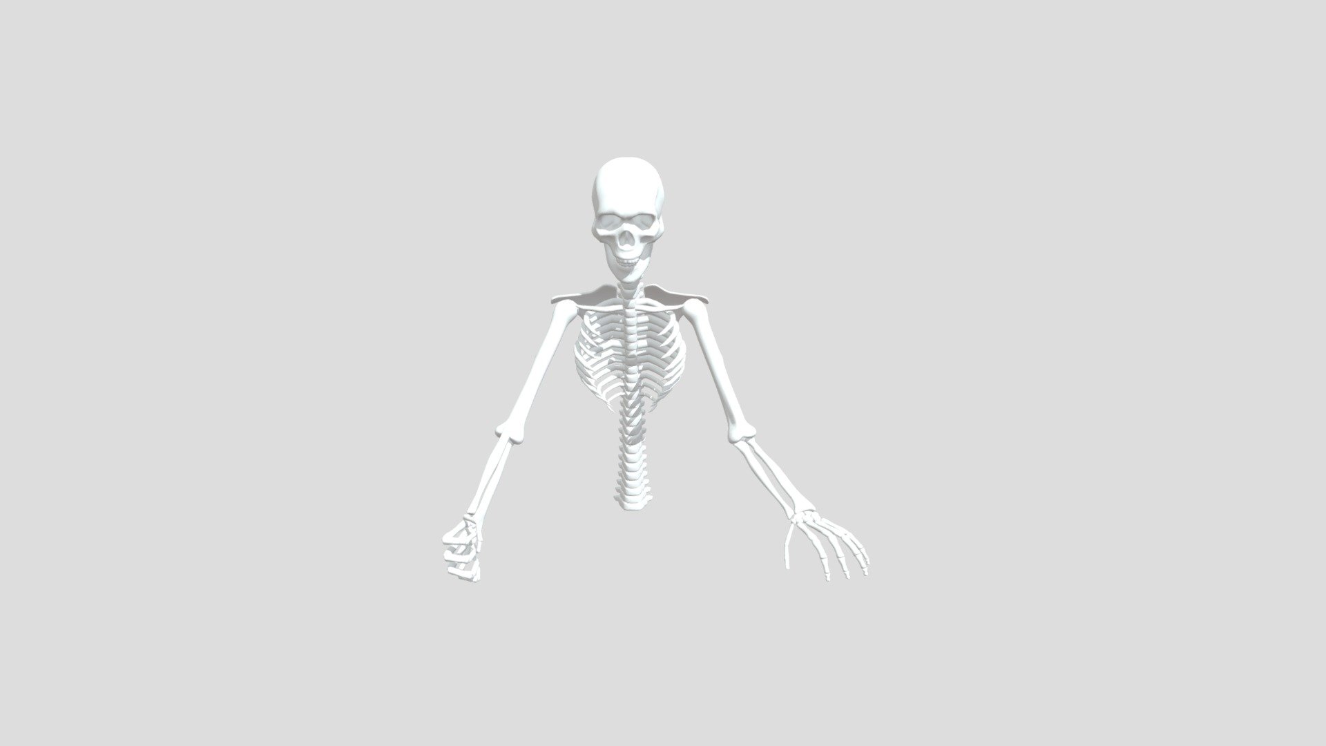 skeleton model - 3D model by mrmuffins [e0131dc] - Sketchfab
