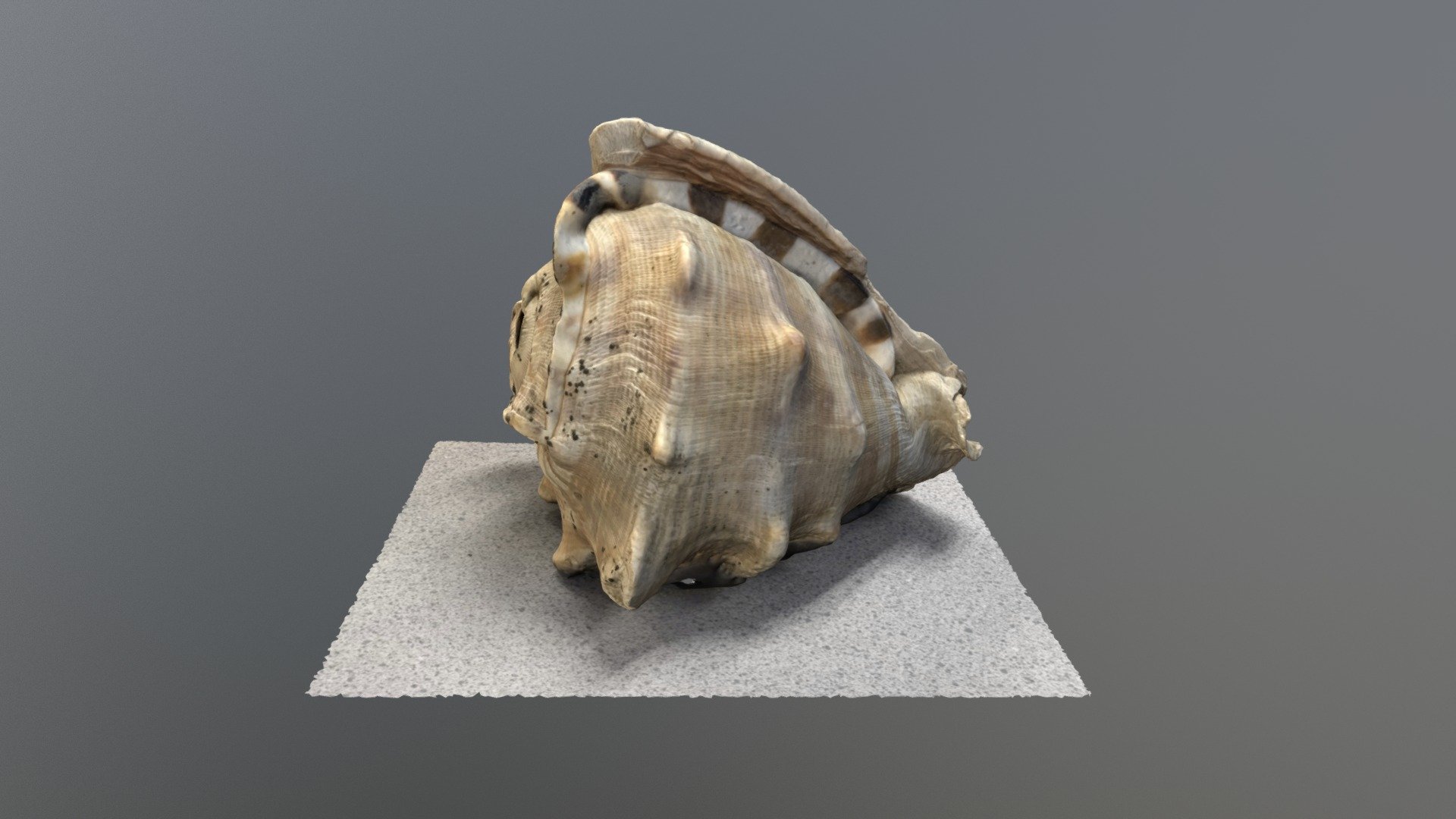 Conch Shell, Temple University Anthropology Lab - 3D model by jgrayburn ...