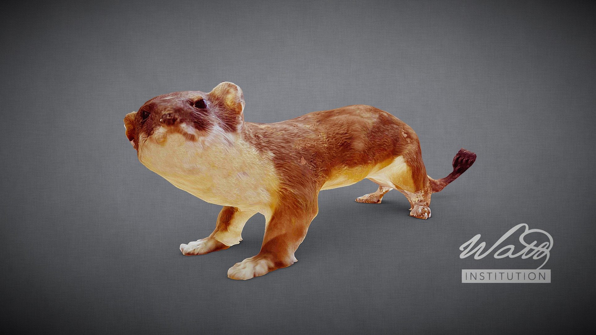 Stoat (Eurasian emine) - Download Free 3D model by The Watt Institution ...