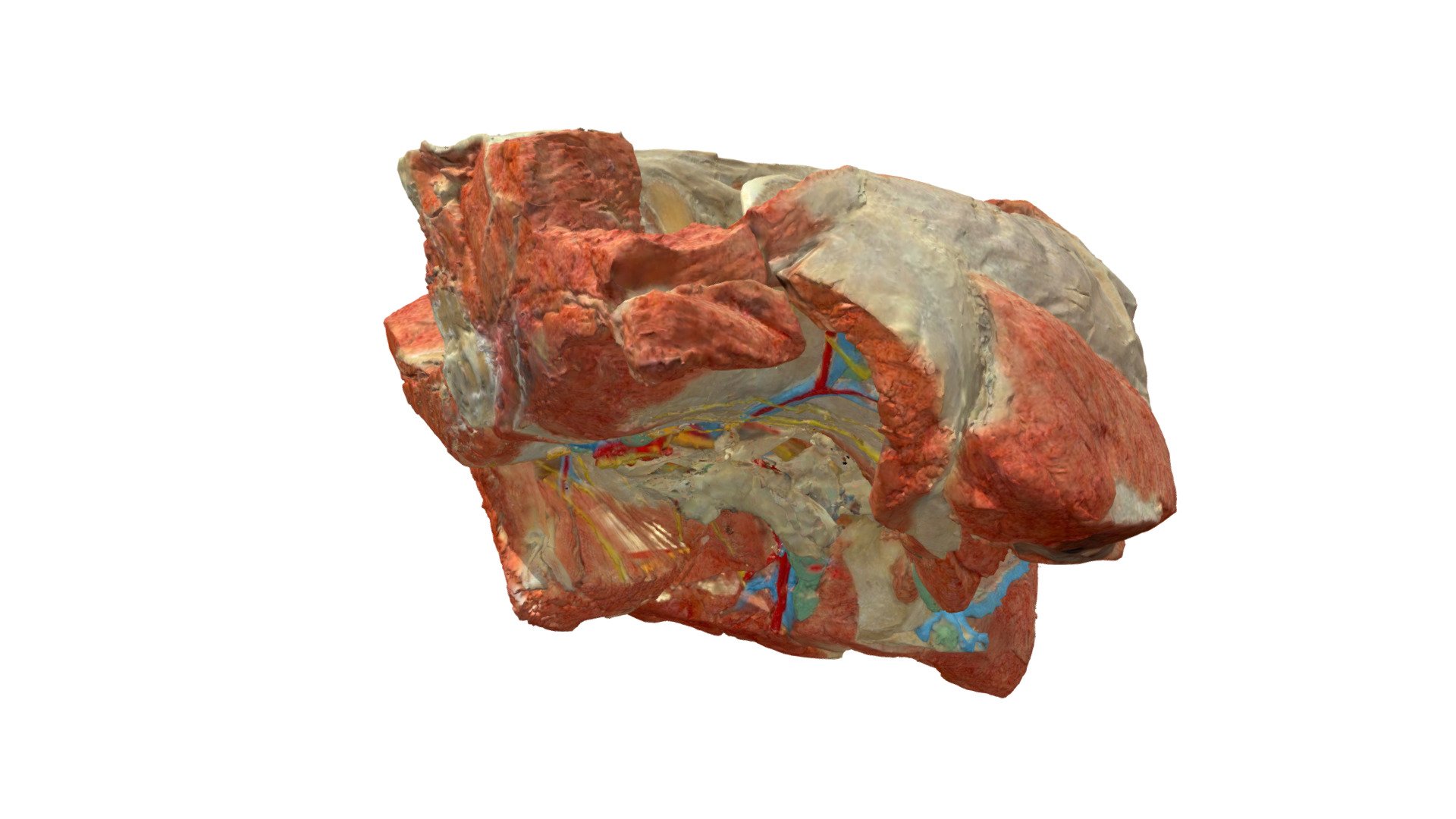 Pelvic region, horse, female (plastinate) - 3D model by Vetanat.UZH ...